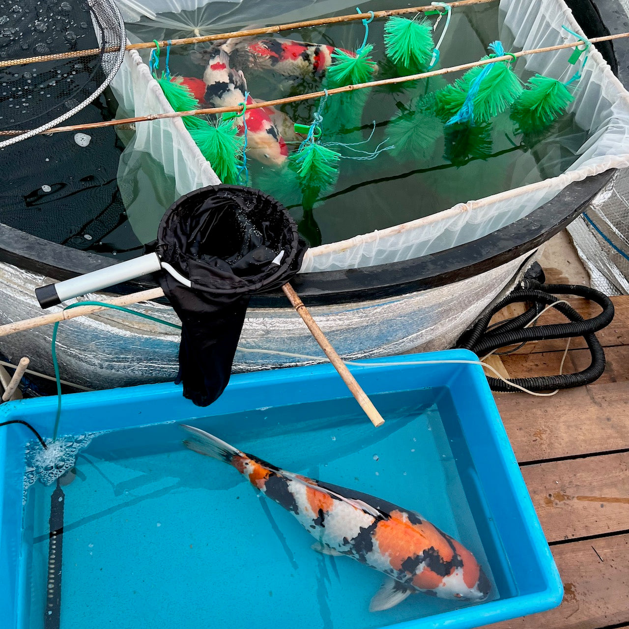 koi carp breeding