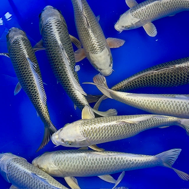 8 Stunning Mukashi Ogon Nisai From Our Sought After Opaline Line - New – Byer Koi Farm