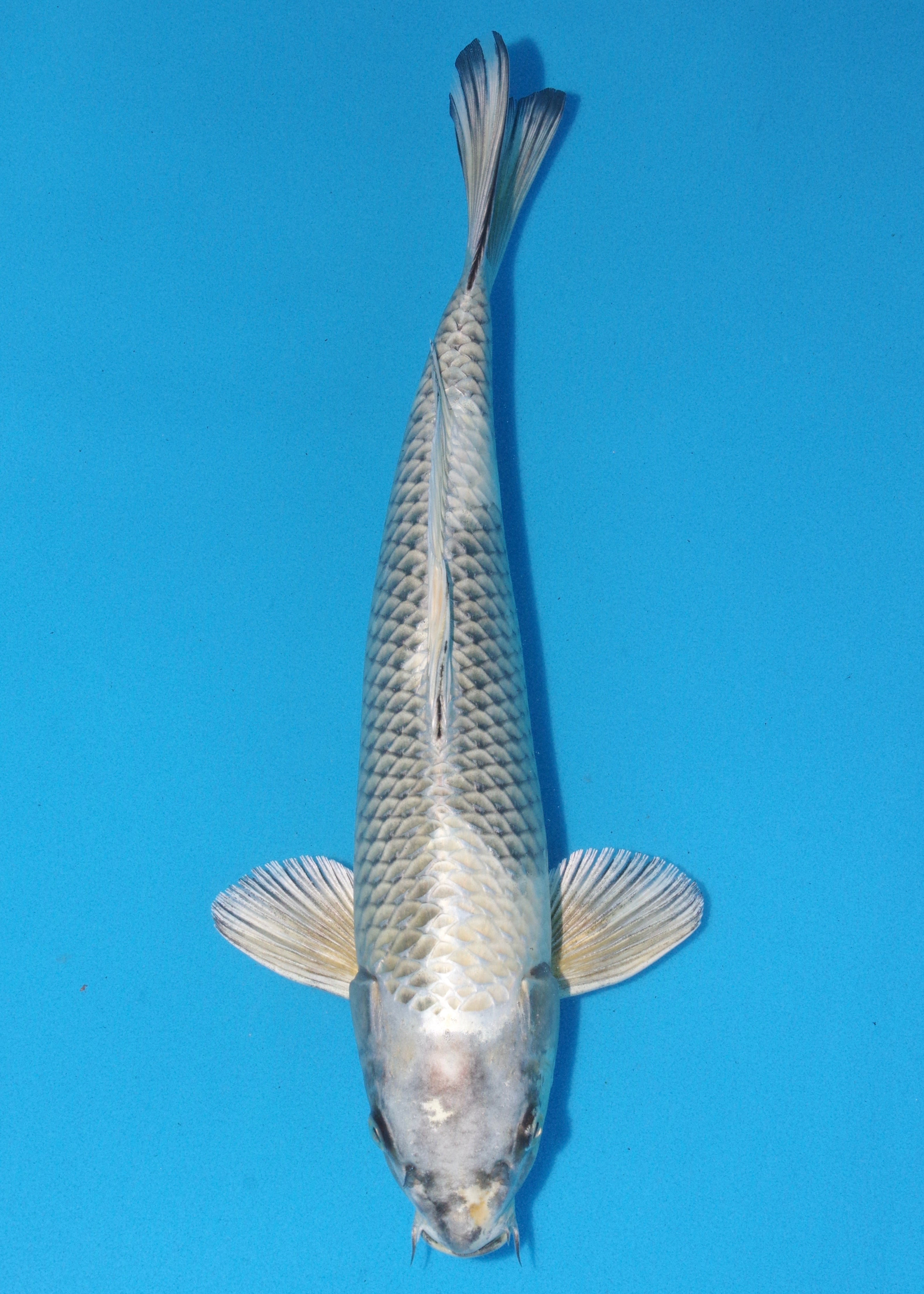 45cm Gin Shiro (Marusaka) REF - OC23 – Byer Koi Farm