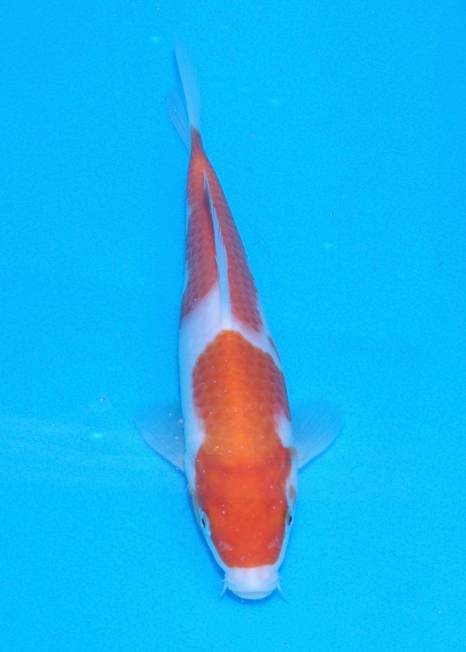 22cm Kohaku REF SRR01-004 – Byer Koi Farm