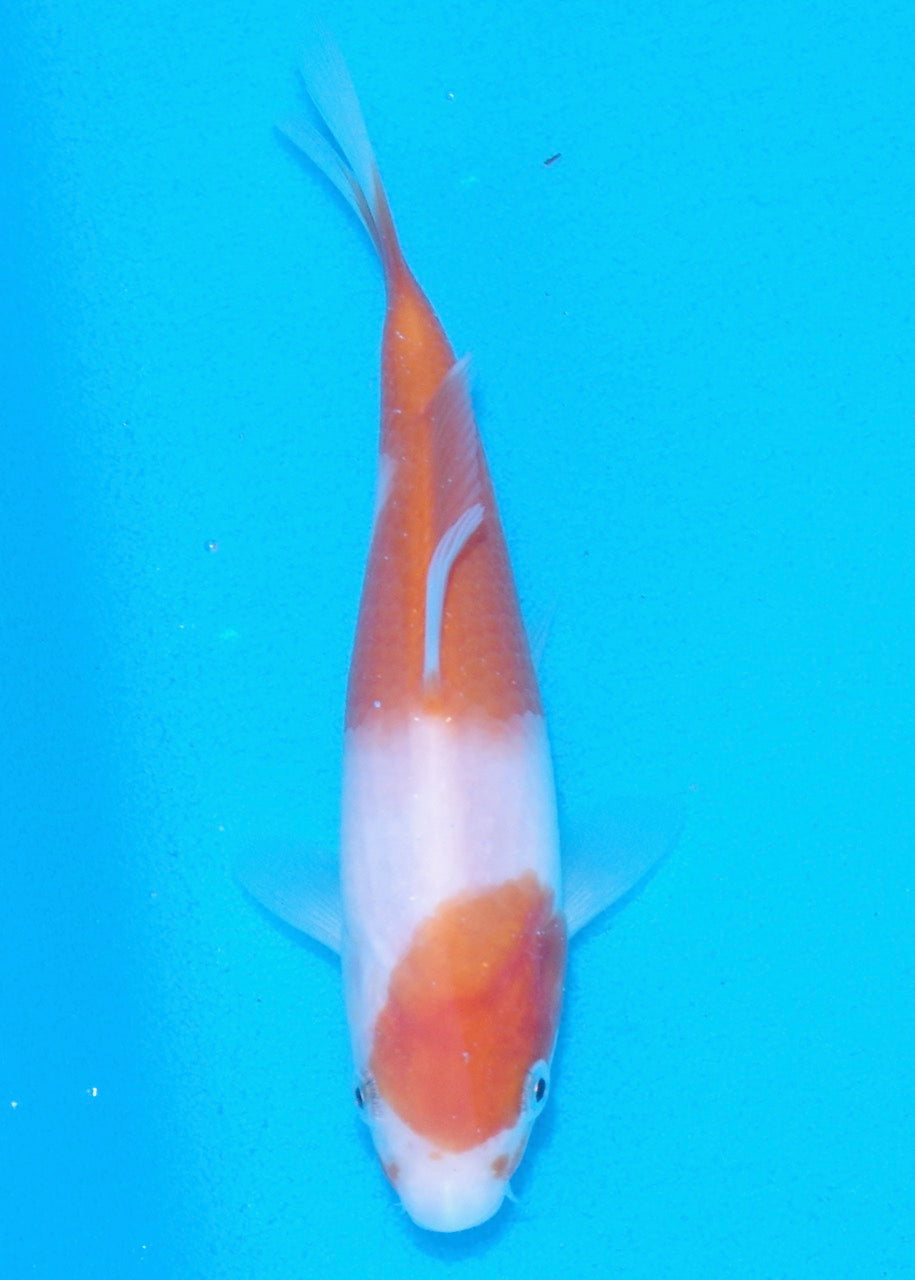 17cm Kohaku REF SRL05-004 – Byer Koi Farm