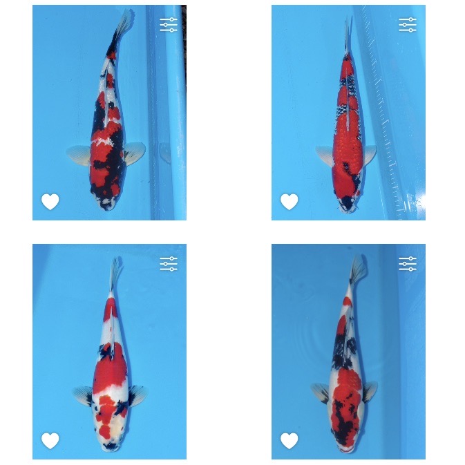 Tonight’s Online Koi Release – Professional Buying Guide and Variety A ...