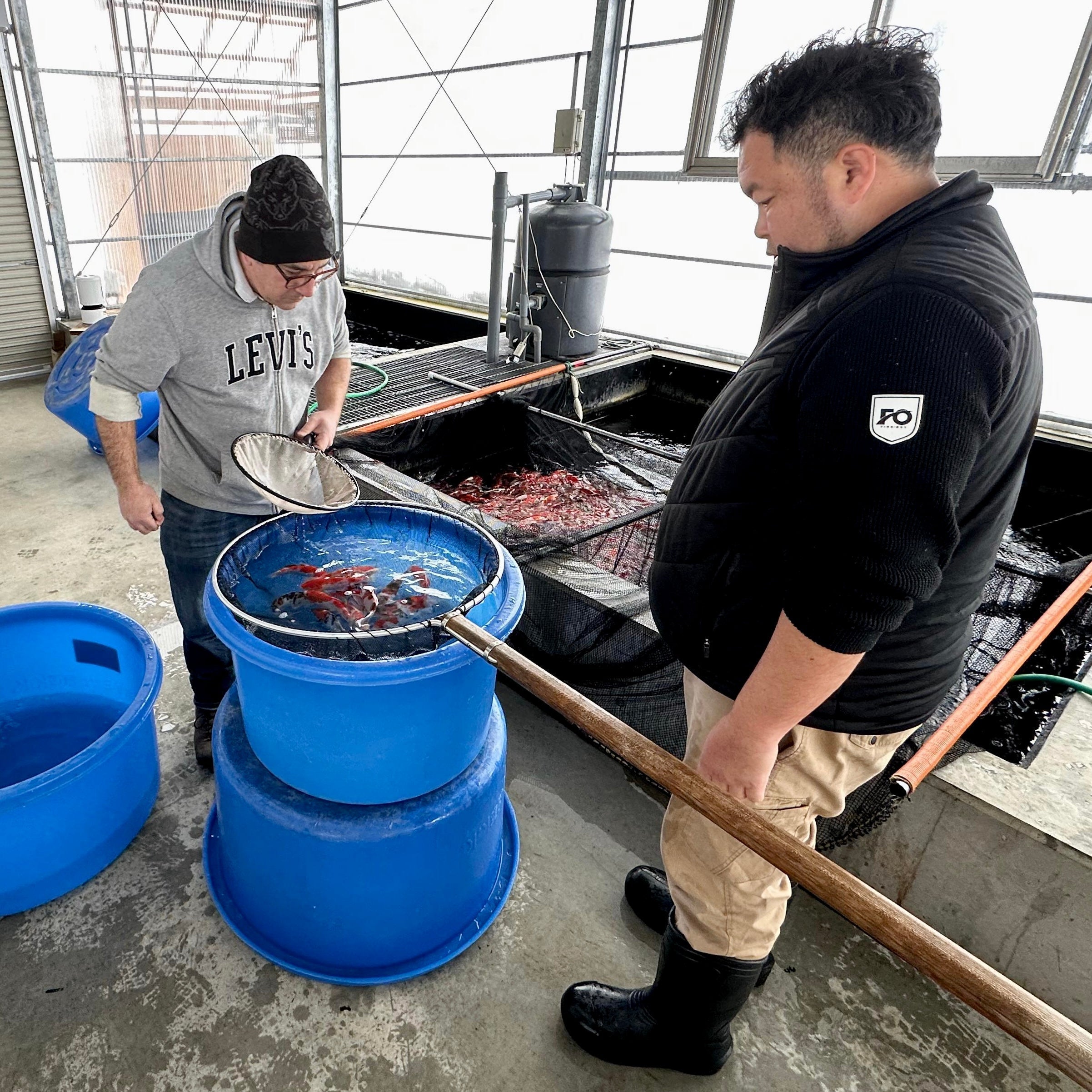 Day 4 in Japan: Selecting Tosai And Nisai & A Game-Changing Breeding D ...