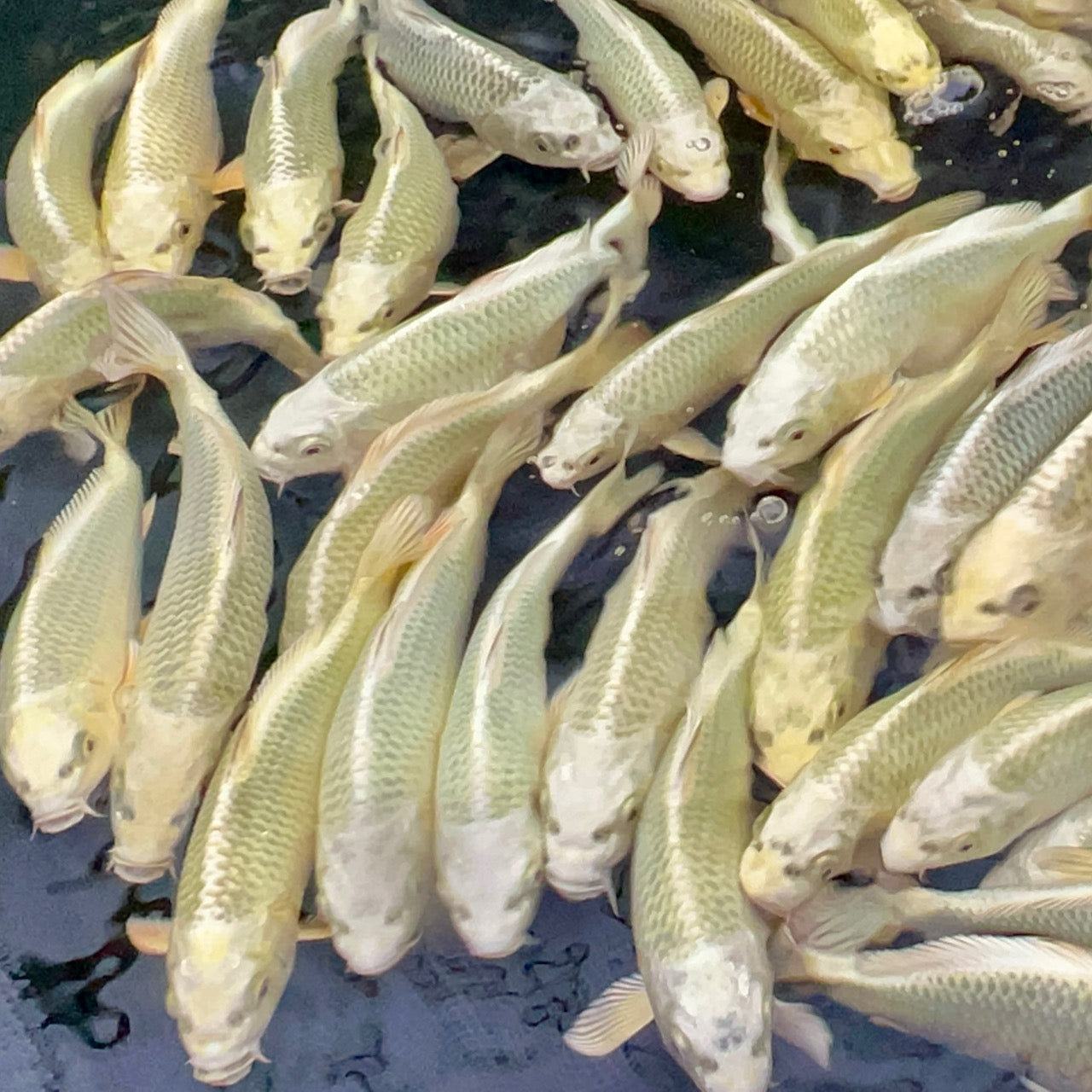 new Opaline line Mukashi Ogons – Byer Koi Farm