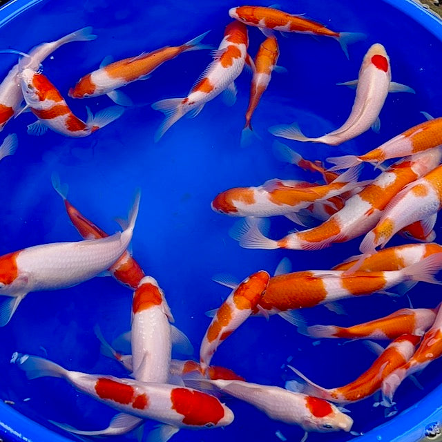 New Arrival Alert - Say Hello To Our Stunning 2023 Tosai Koi – Byer Koi ...