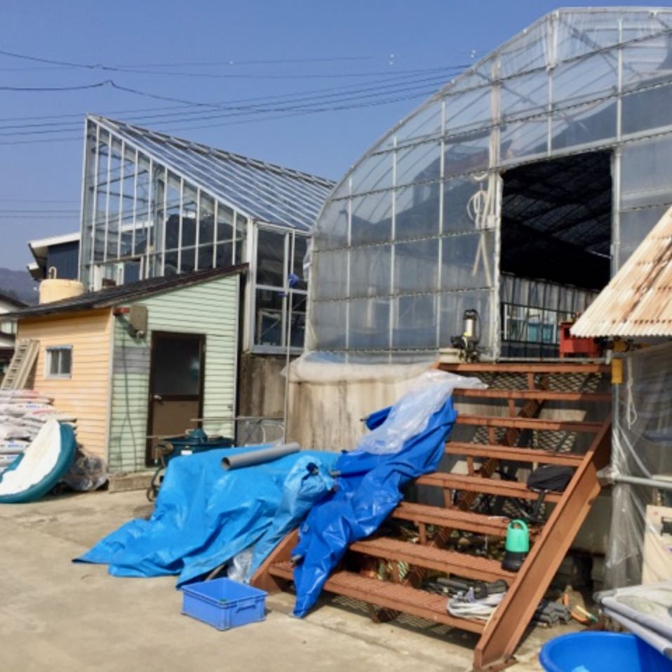 Japan Trip 2015: 3rd day in Japan. Another incredible day – Byer Koi Farm