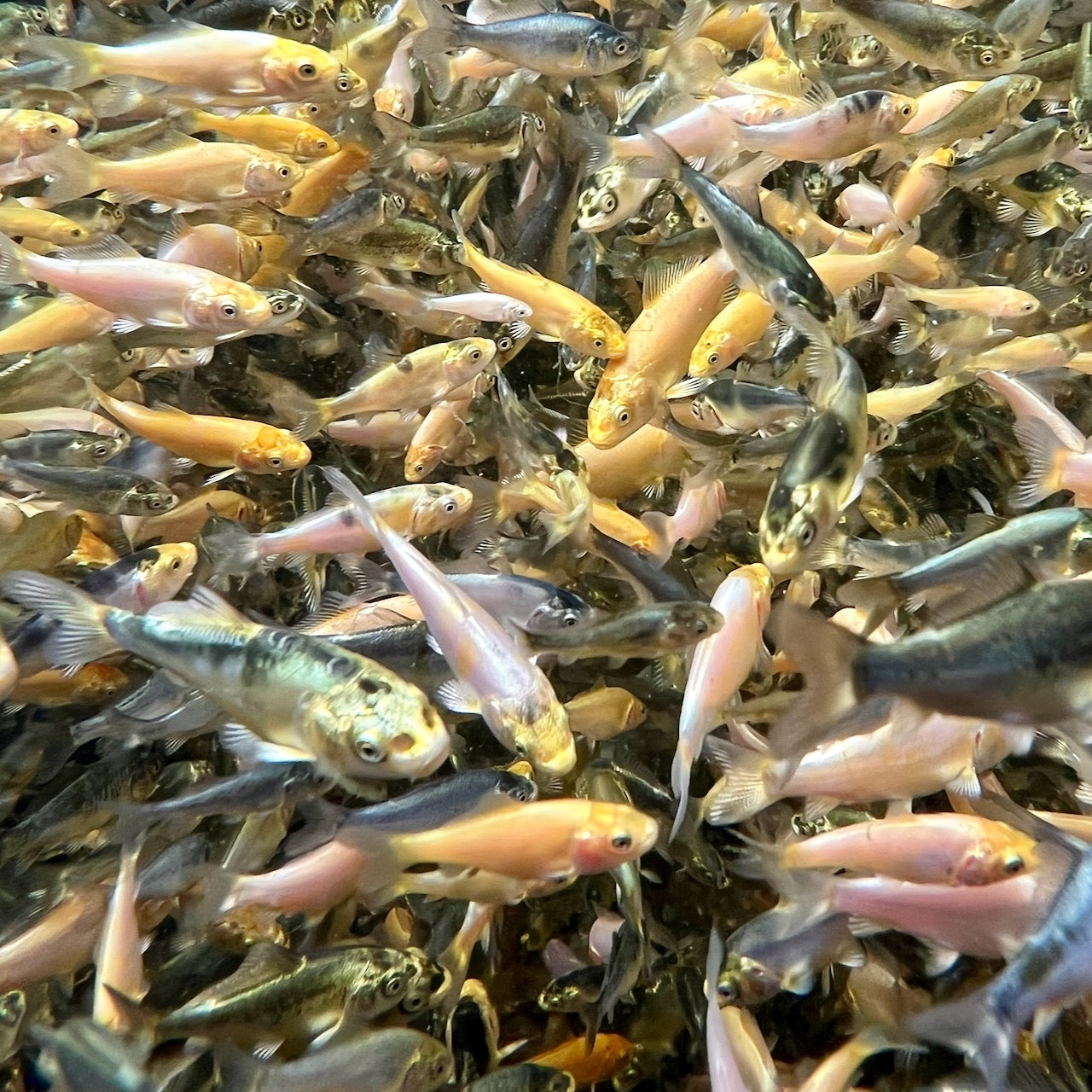 Penultimate fry harvest of 2022 – Byer Koi Farm