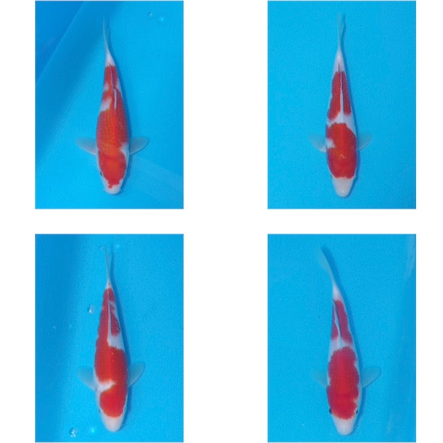 Online Release Of £75 Genjiro Kohaku Tosai: Friday 31st May at 8pm ...