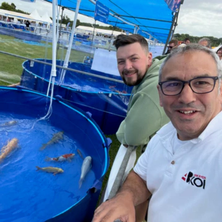 Koi Fry To BKKS National Koi Show Winner! Koi Show Successes in 2023 ...