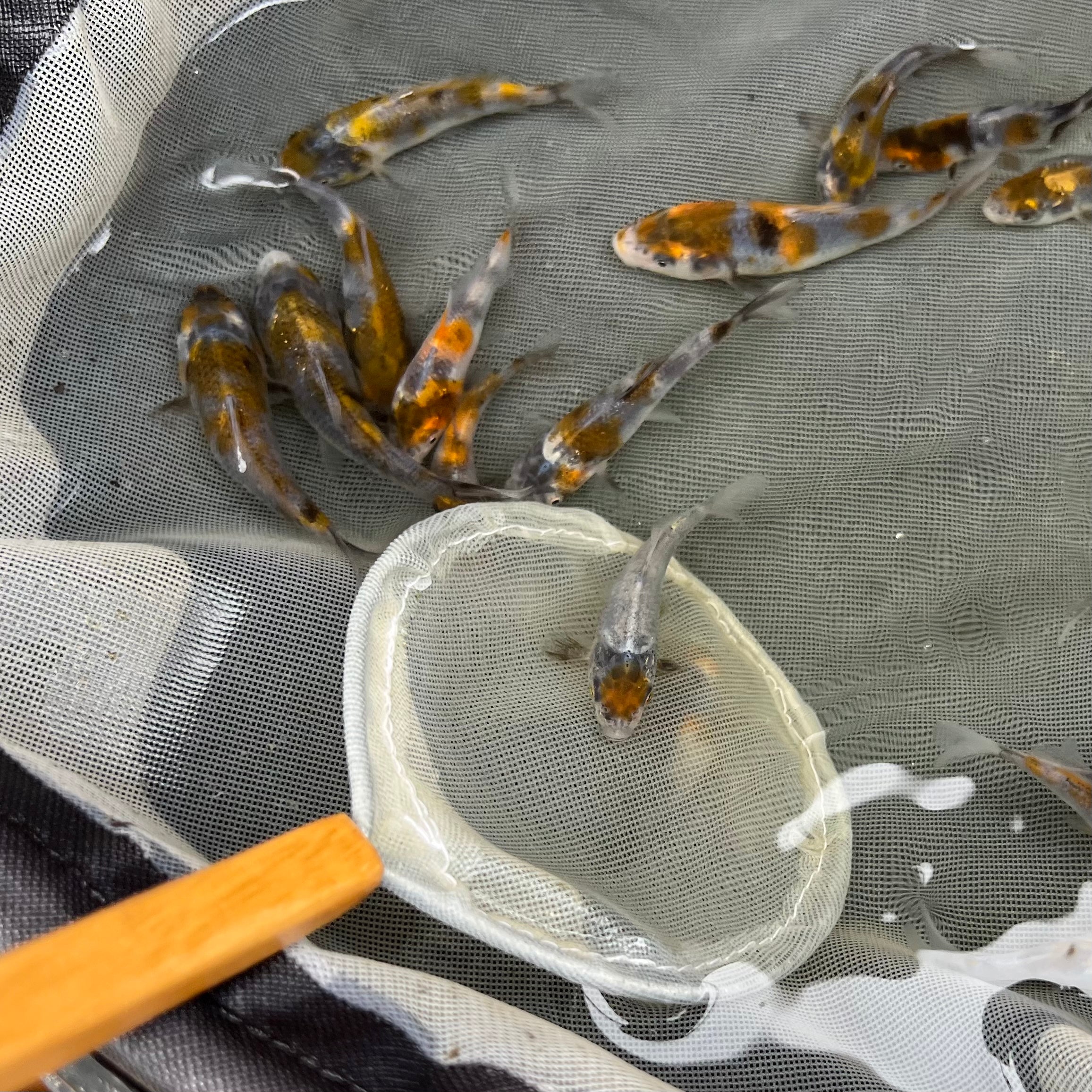 New Showa from this summer's MGS spawning – Byer Koi Farm