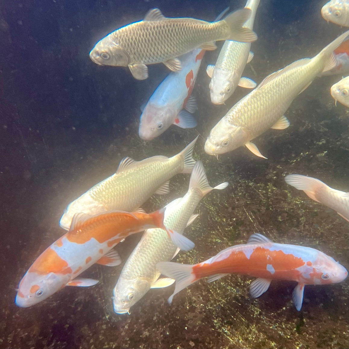 Online koi release this week on Thursday 6th April at 20:30 – Byer Koi Farm