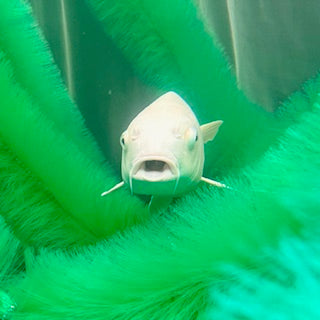 Have Your Say 2024! Share your preferences and influence our koi breed ...