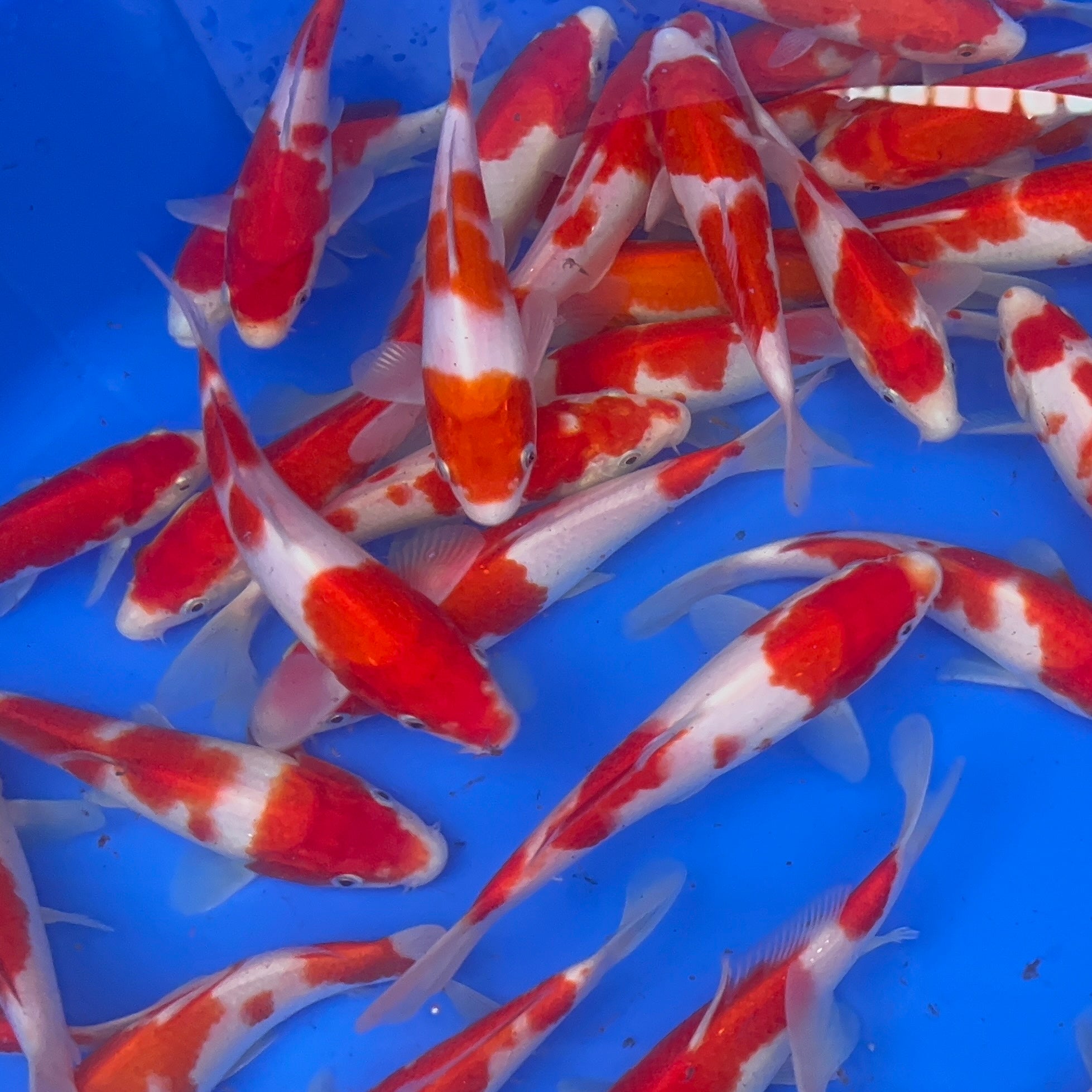 Celebrate This May Bank Holiday Weekend with Us! Online Release - New ...