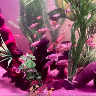 How to Keep Koi Fry Indoors: A Winter Aquarium Project Guide – Byer Koi ...