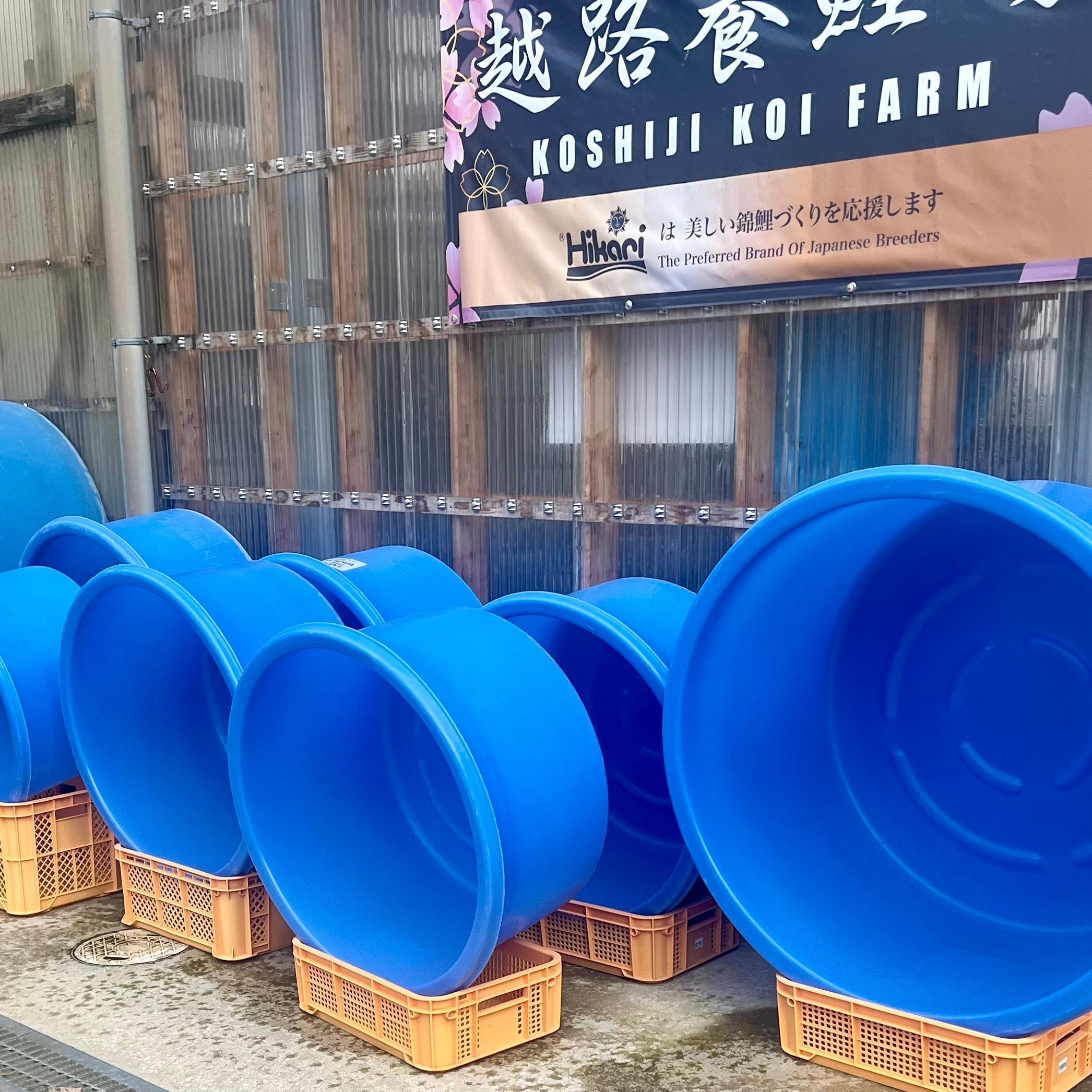 Day 4 - Japan Trip November 2025 – Byer Koi Farm