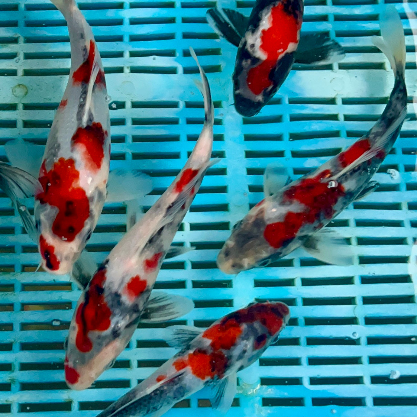 Showcasing the beauty of Showa Koi: Sumi Development from August 2023 ...