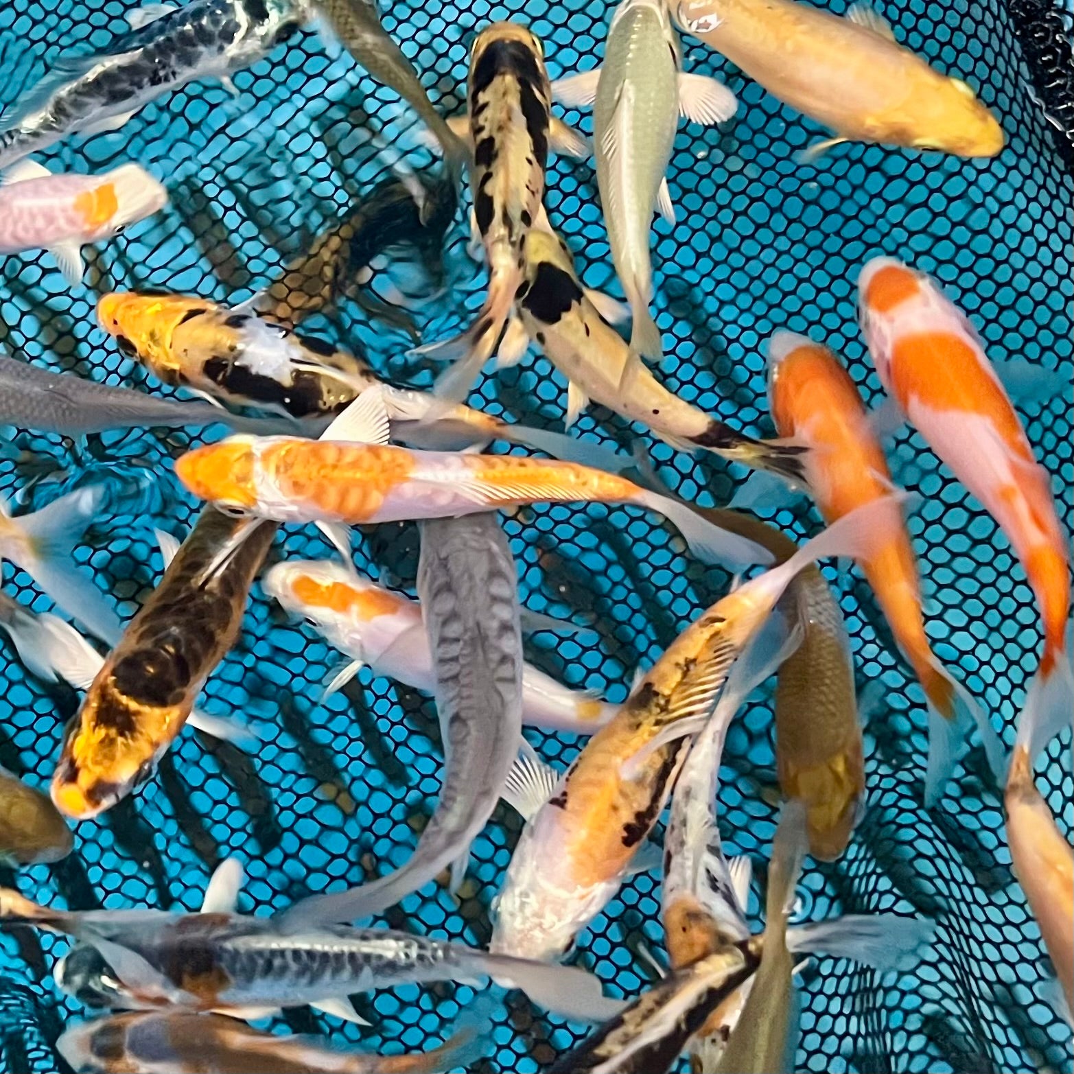 2024 Small Koi Mixes: The First Releases Are Now Available – Byer Koi Farm