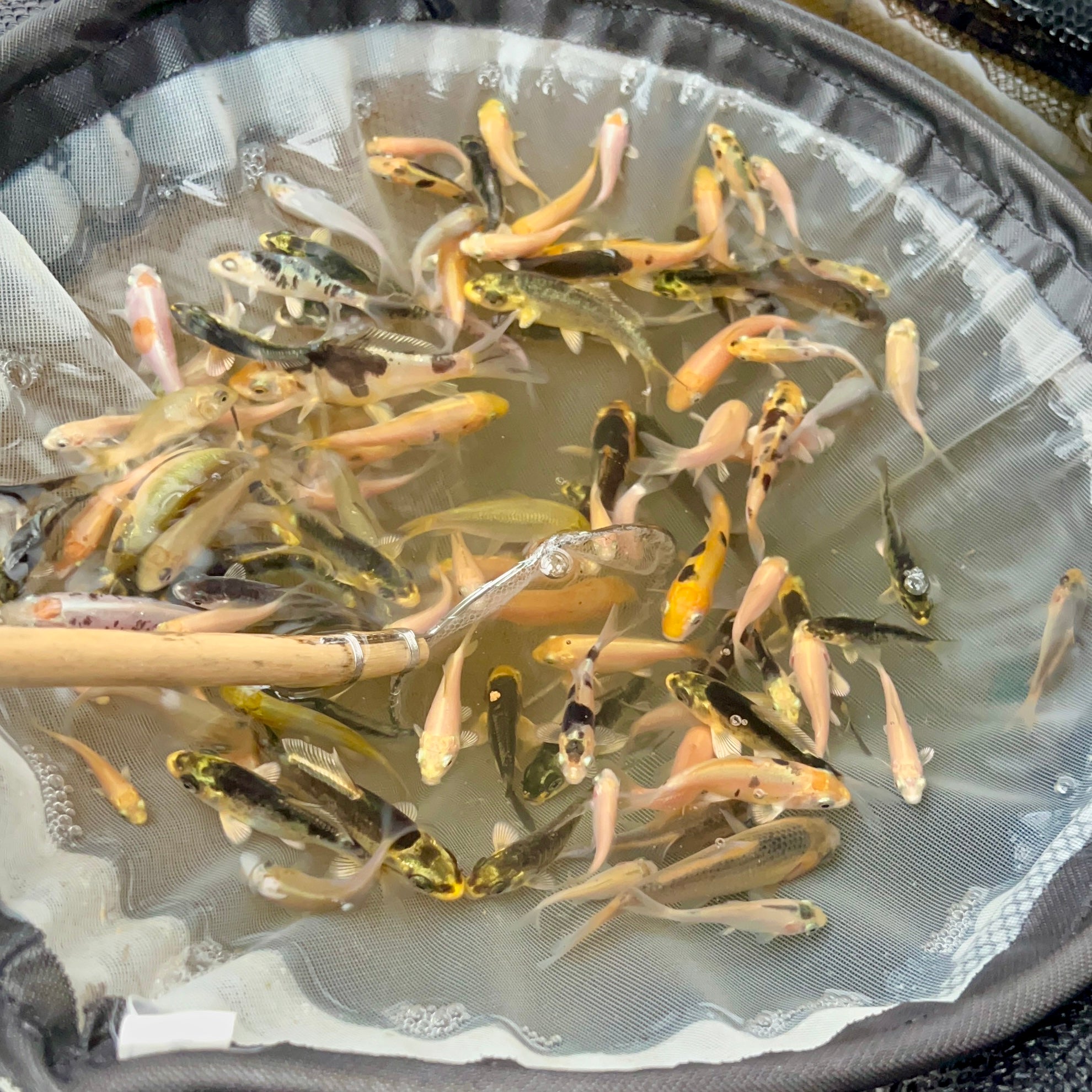 Want To Start With Koi Fry Early? Introducing Our Pre-Season Mix ...