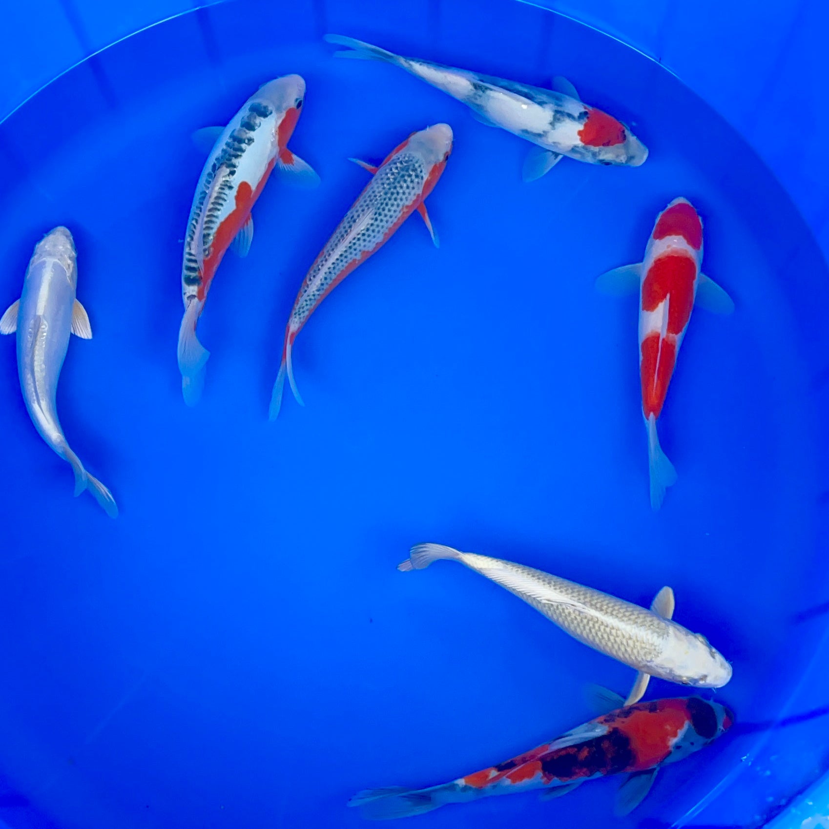 New koi on the website – Byer Koi Farm