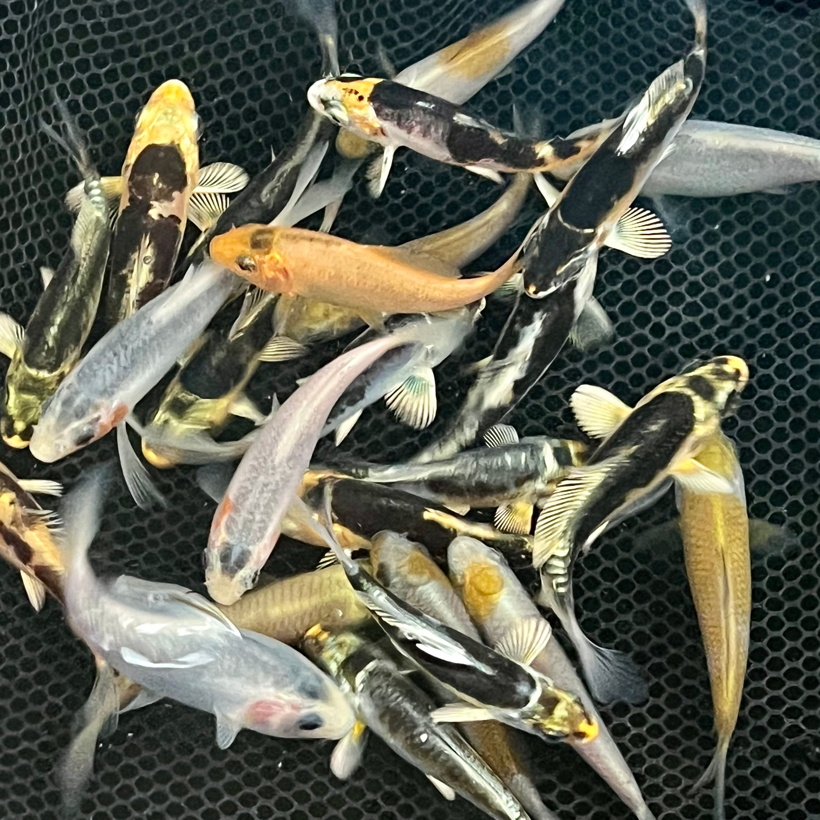 New 2-3 inch and 3-4 inch small koi mixes – Byer Koi Farm