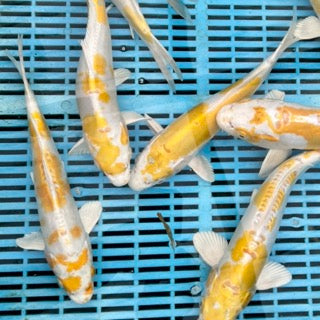 Easter Weekend Koi Drop – Stunning New Koi in Stock – Byer Koi Farm
