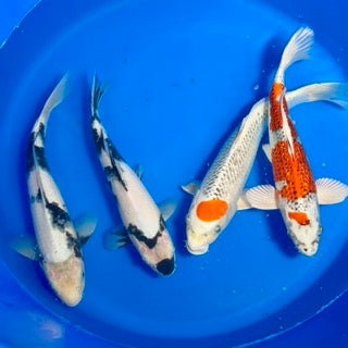 New Koi, New Lines – Going Live Friday at 8pm – Byer Koi Farm