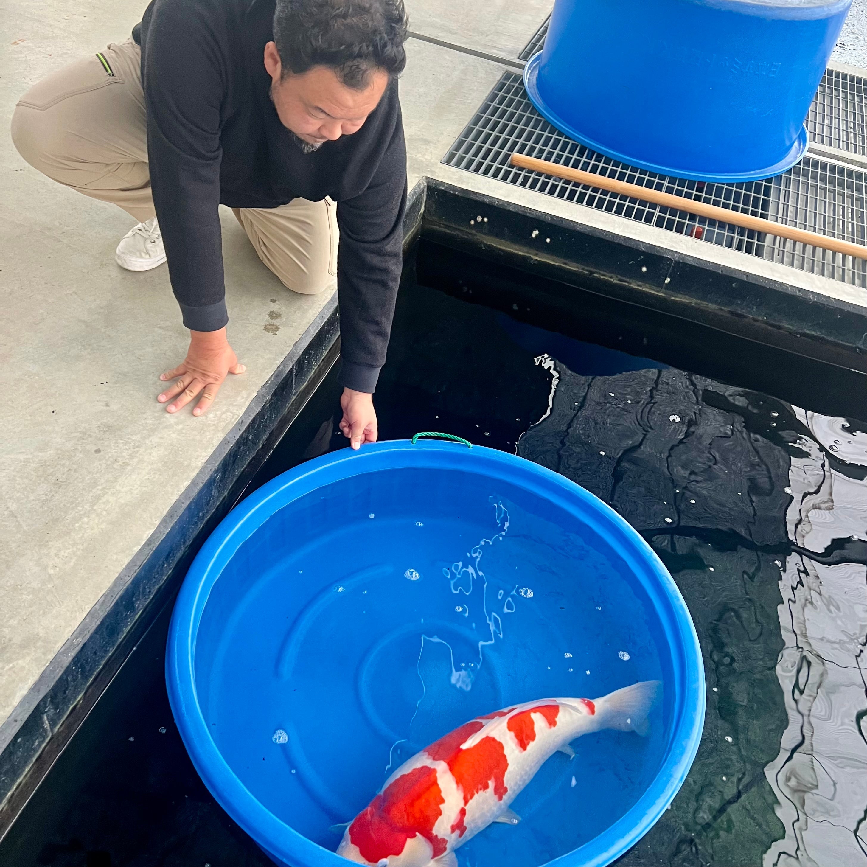 Day 6 - Japan Trip November 2025 – Byer Koi Farm
