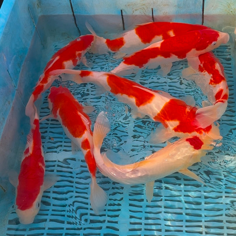 Bank Holiday Koi Event – 33% Off Selected Japanese Nisai! – Byer Koi Farm