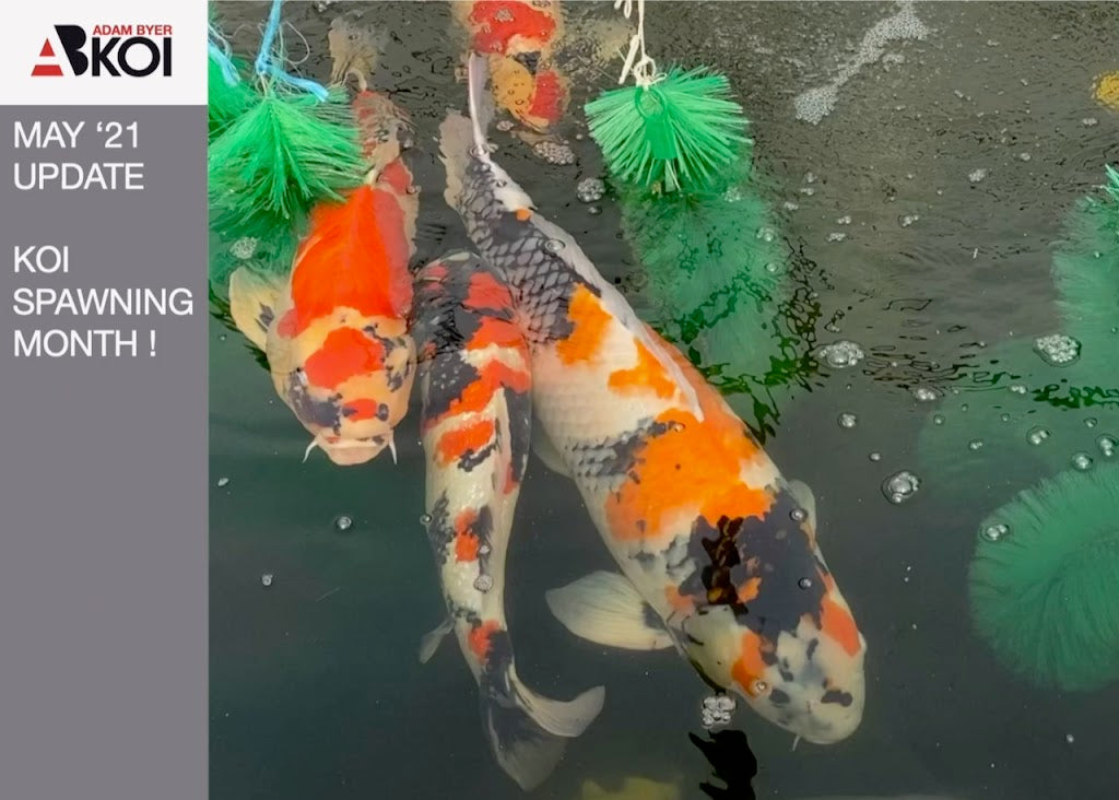 Monthly summary for May. Fry production tracking to plan. – Byer Koi Farm