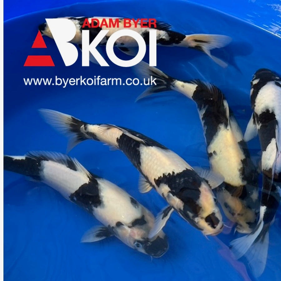 Shiro Utsuri For Sale – Byer Koi Farm