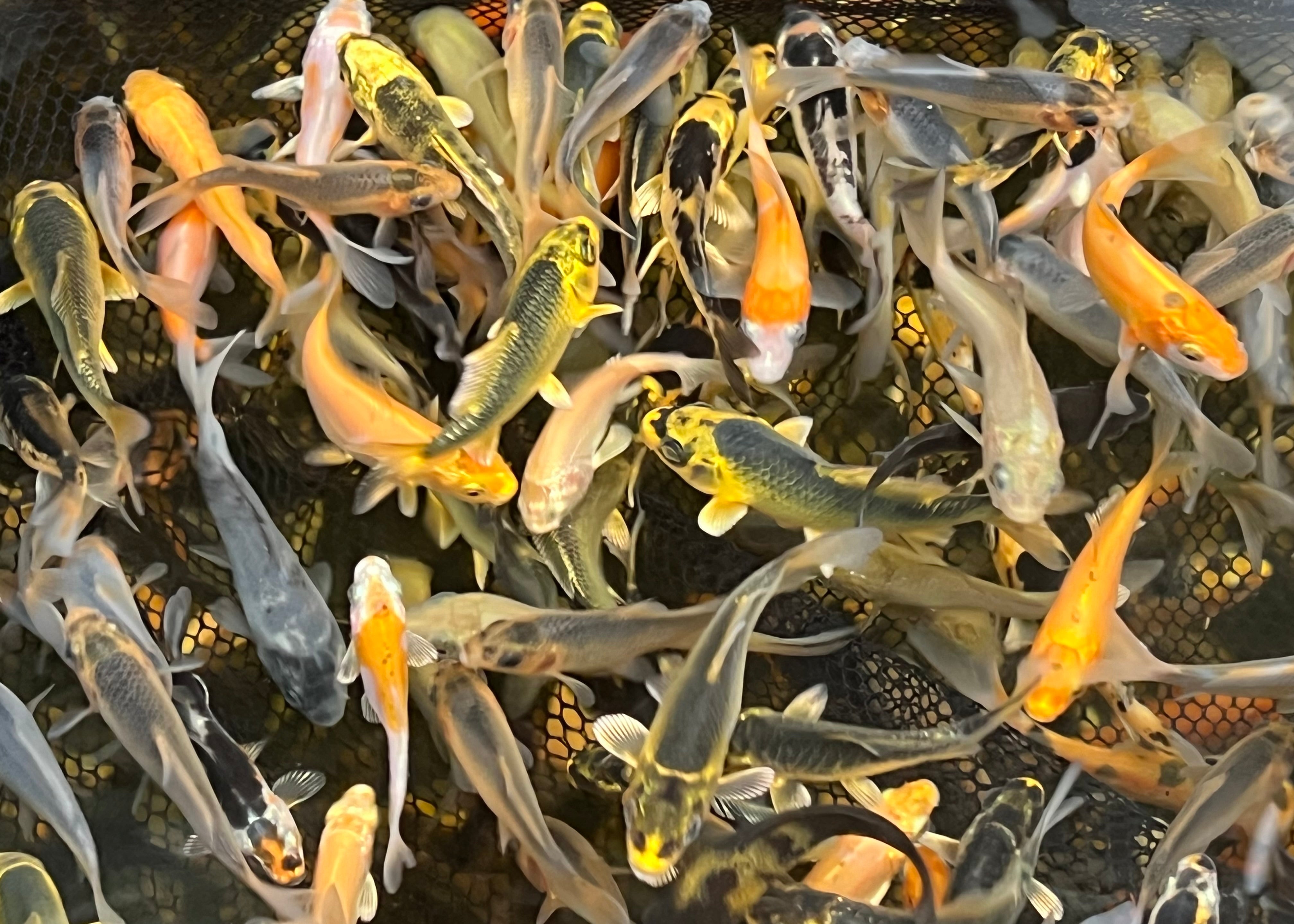 Jumbo Koi Fry - Pre Season Mix Available Now – Byer Koi Farm