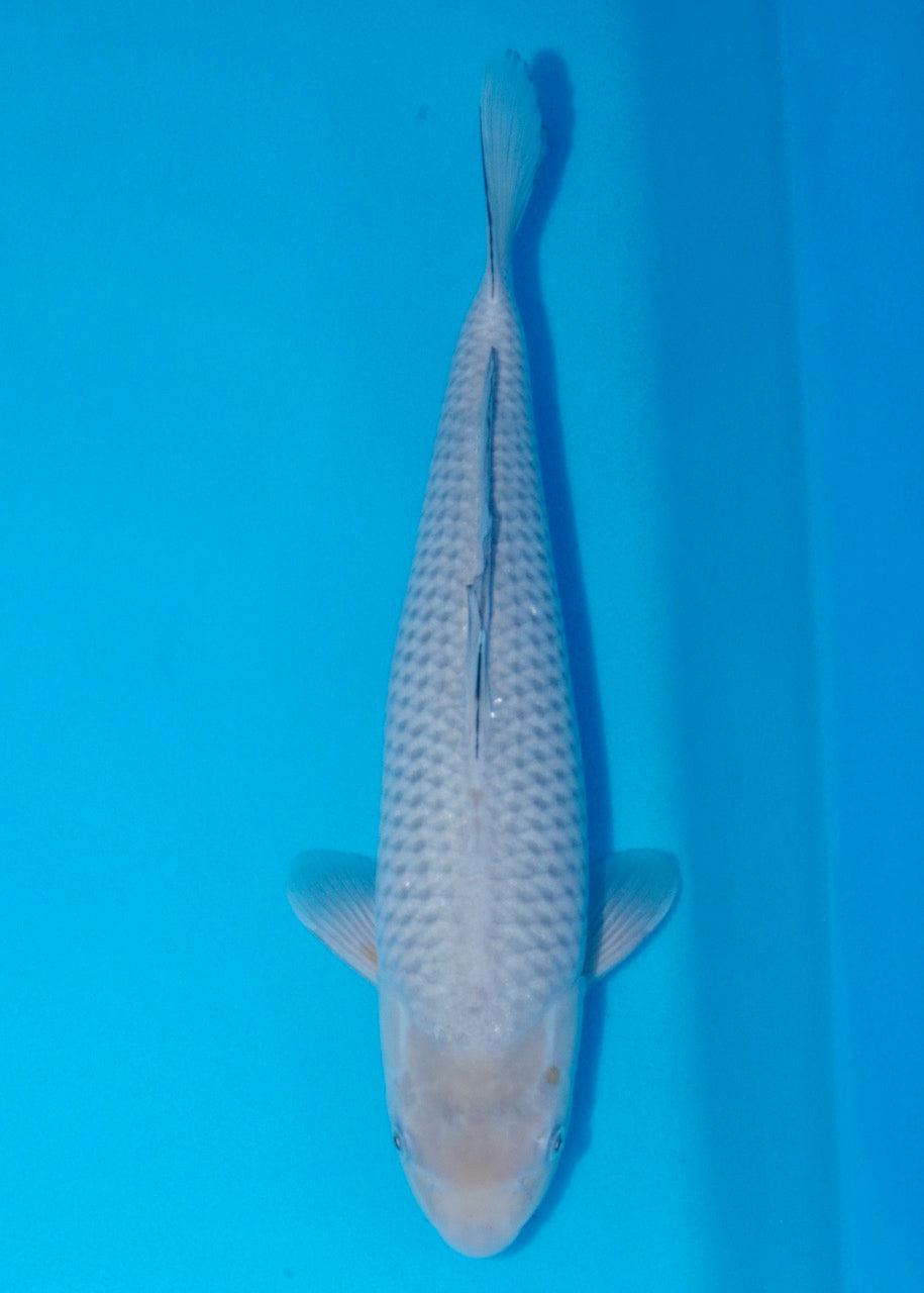 41cm Soragoi (Oakly) REF SRL04-F034 – Byer Koi Farm