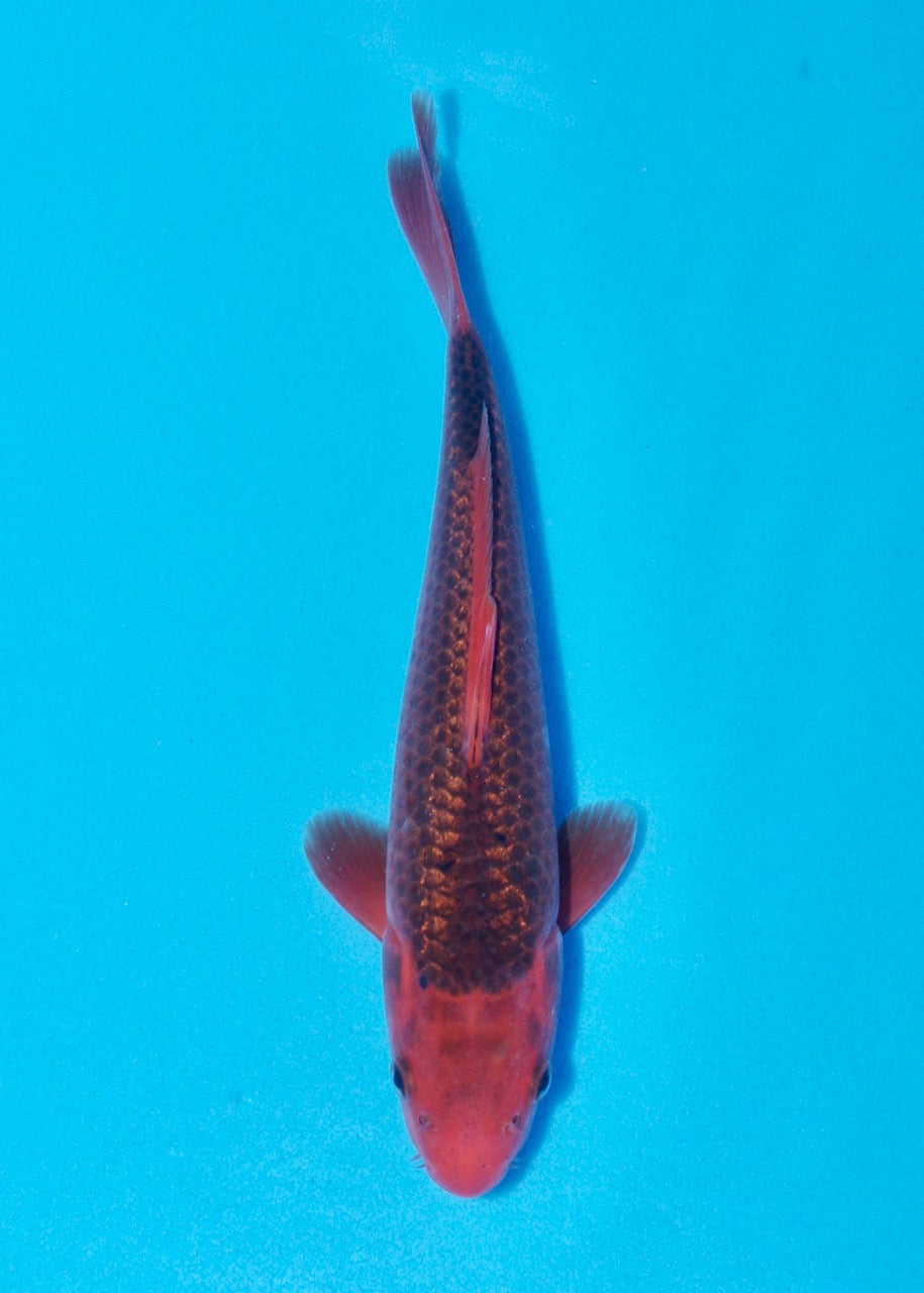 25cm Aka Matsuba REF SRL02-F045 – Byer Koi Farm