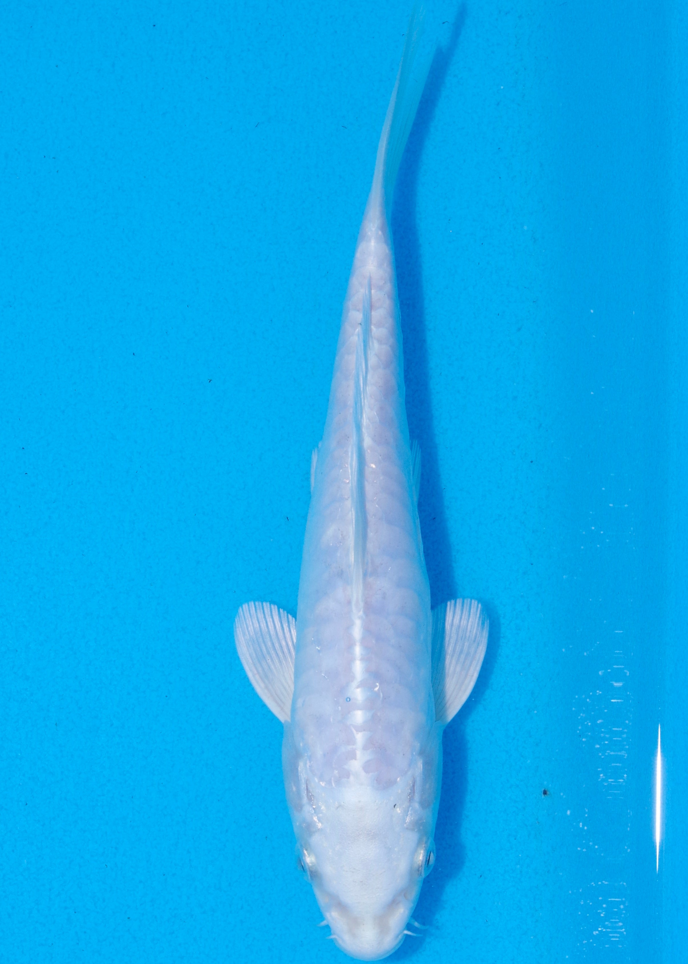 22.5cm Doitsu Platinum (Byer Koi Farm) REF - MA78