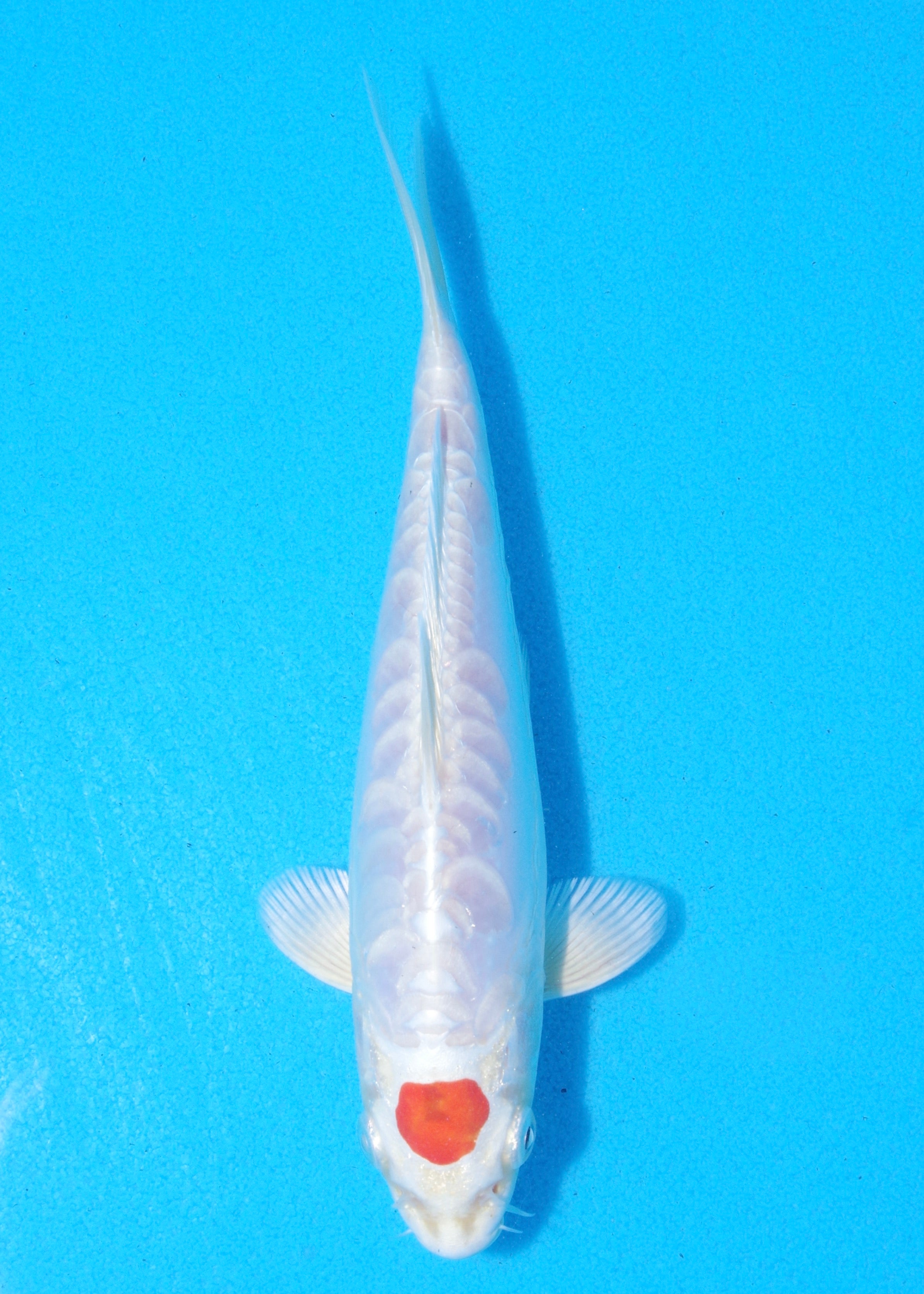 19.5cm Tancho Kikisui (Byer Koi Farm) REF - MA96