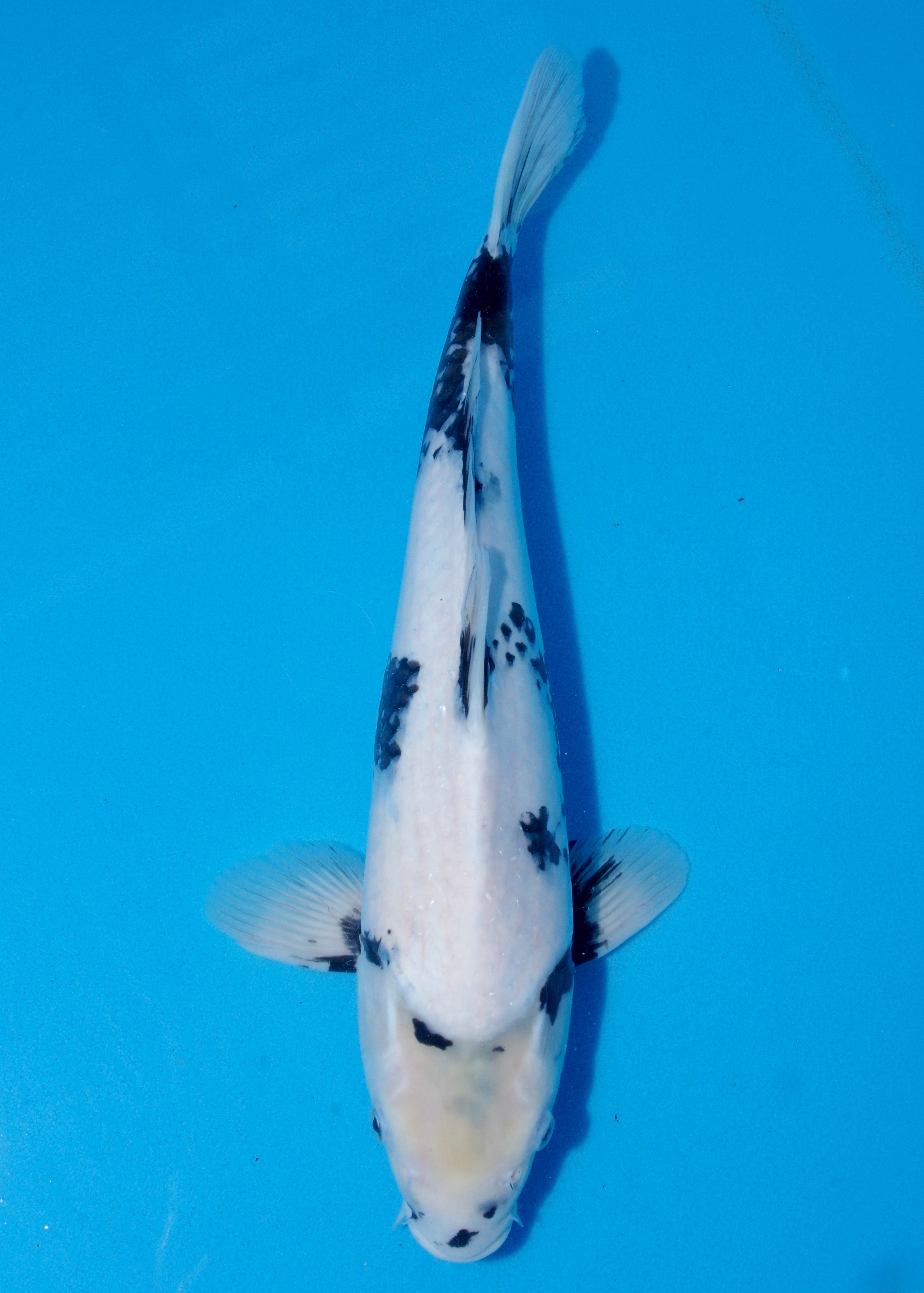 42cm Shiro Utsuri (Kaneko) REF - JUN64 – Byer Koi Farm