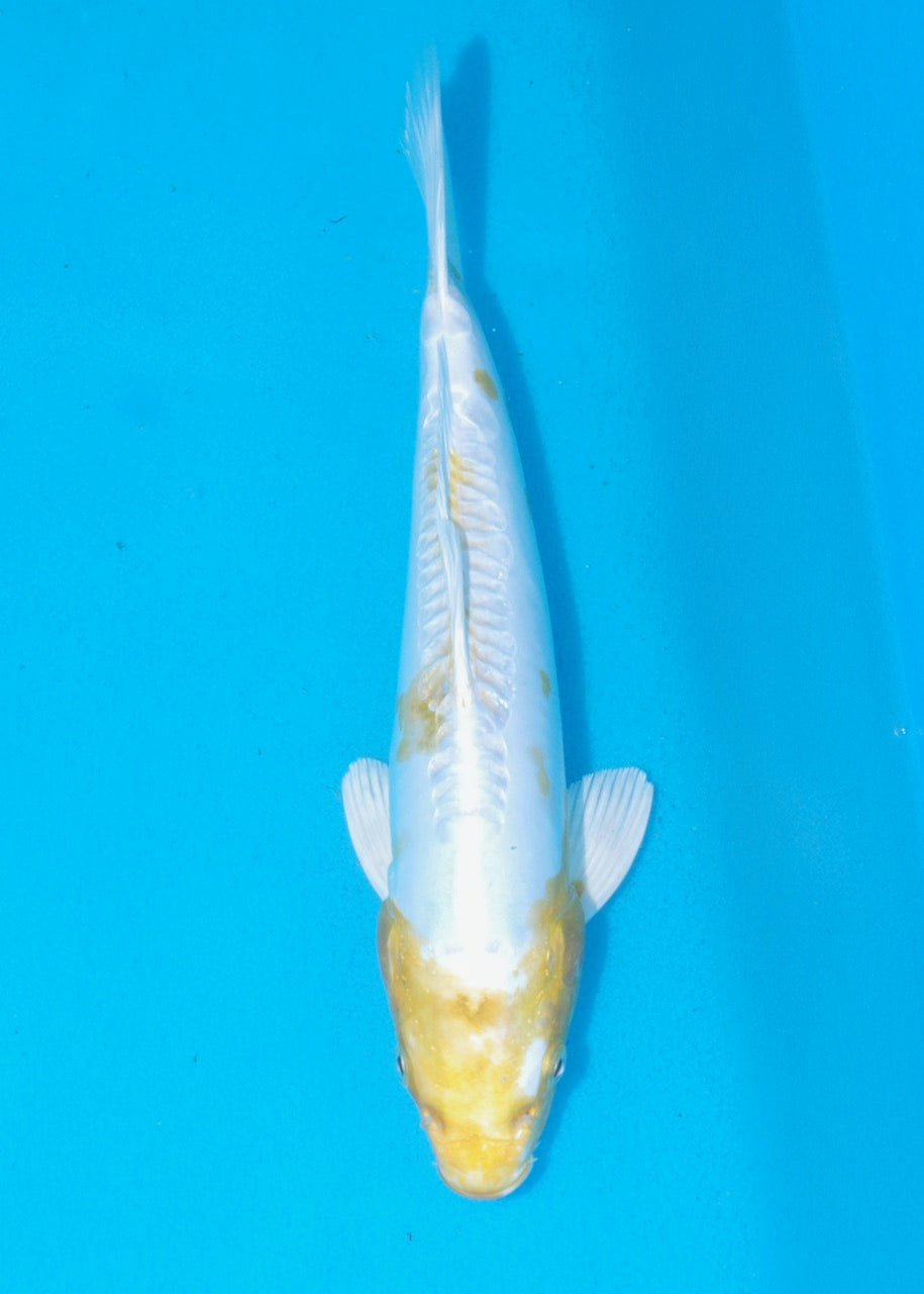 24cm Lemon Hariwake REF SRL02-A053 – Byer Koi Farm