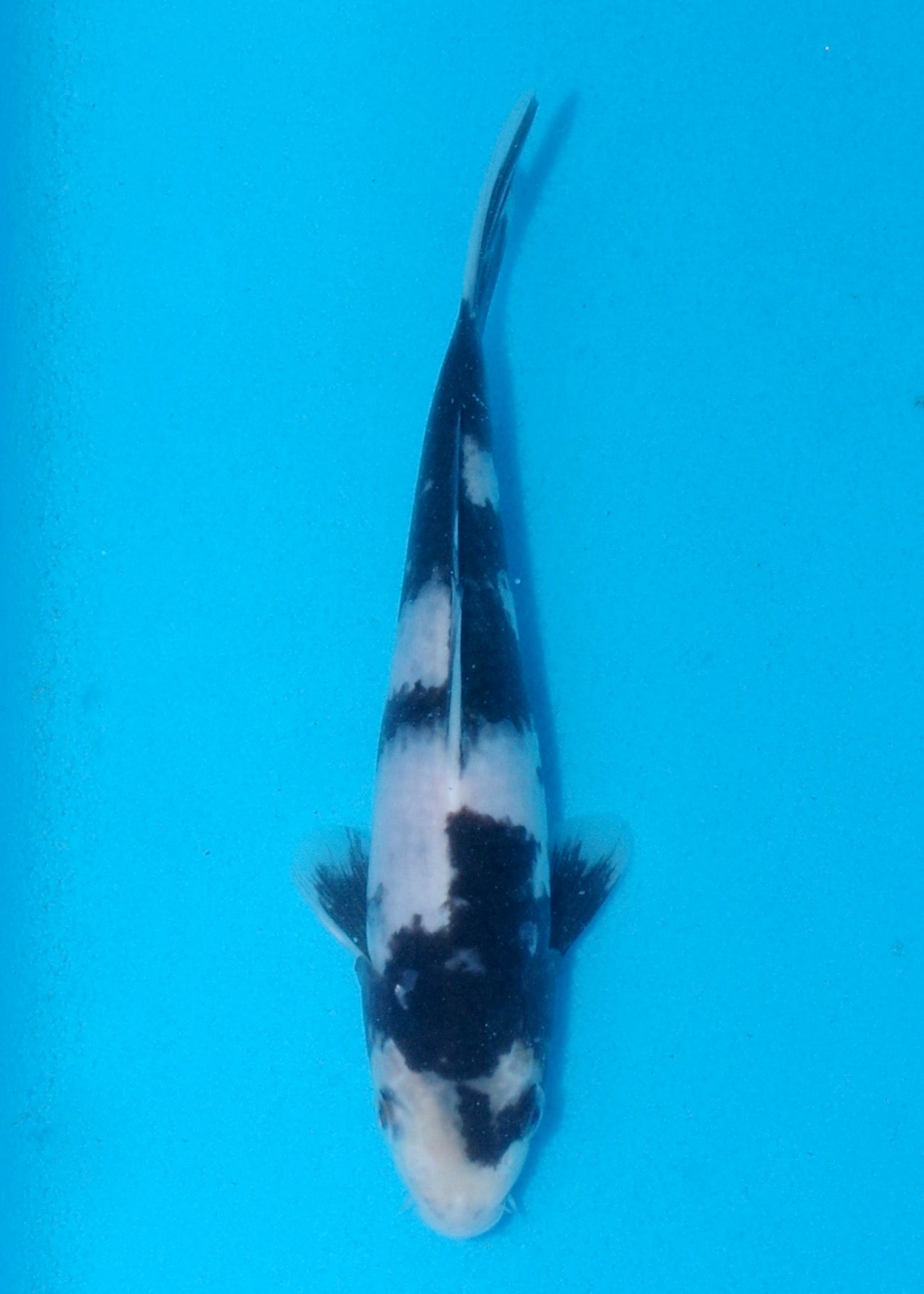 20cm Shiro Utsuri (Koshiji) REF - DEC068 – Byer Koi Farm
