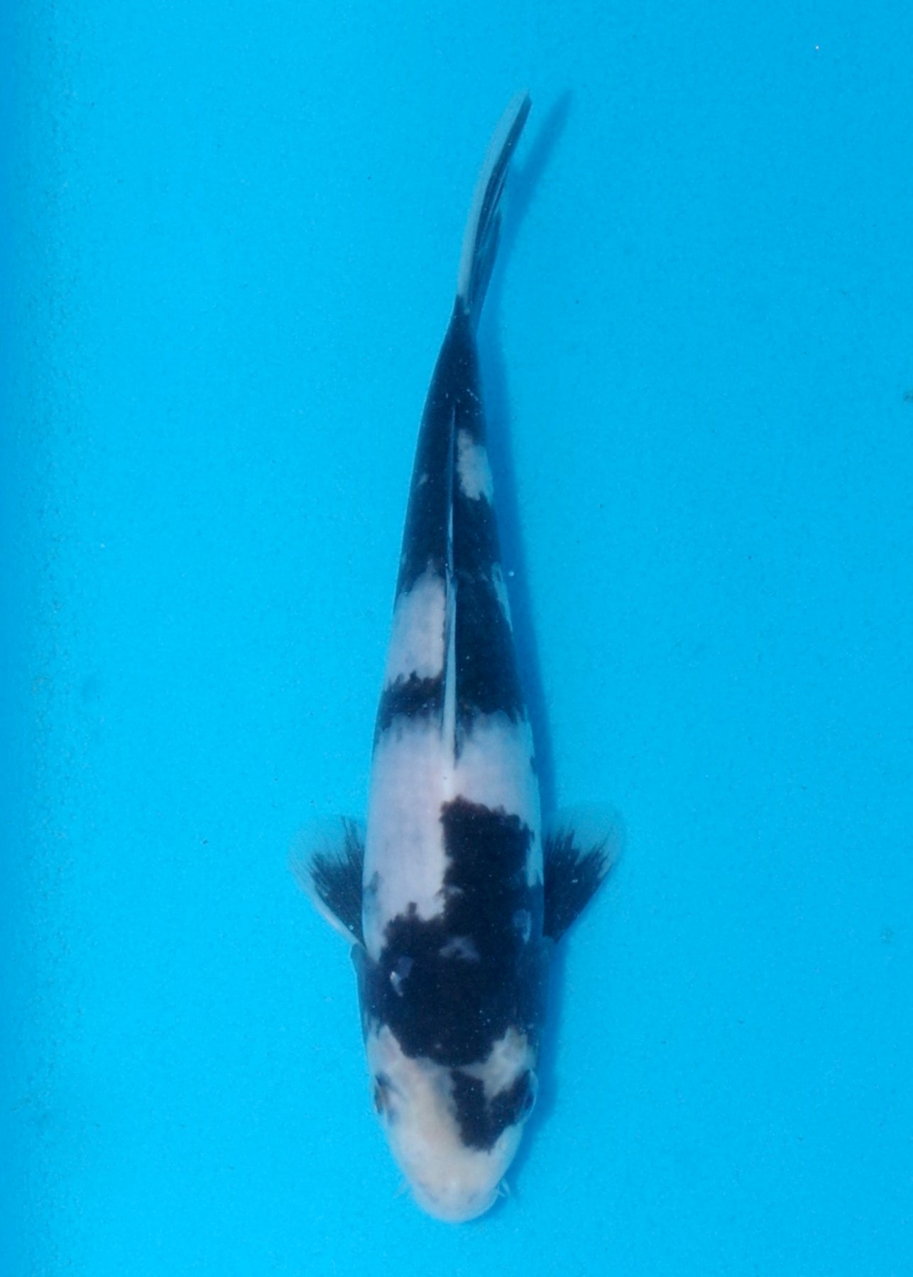 20cm Shiro Utsuri (Koshiji) REF - DEC068 – Byer Koi Farm