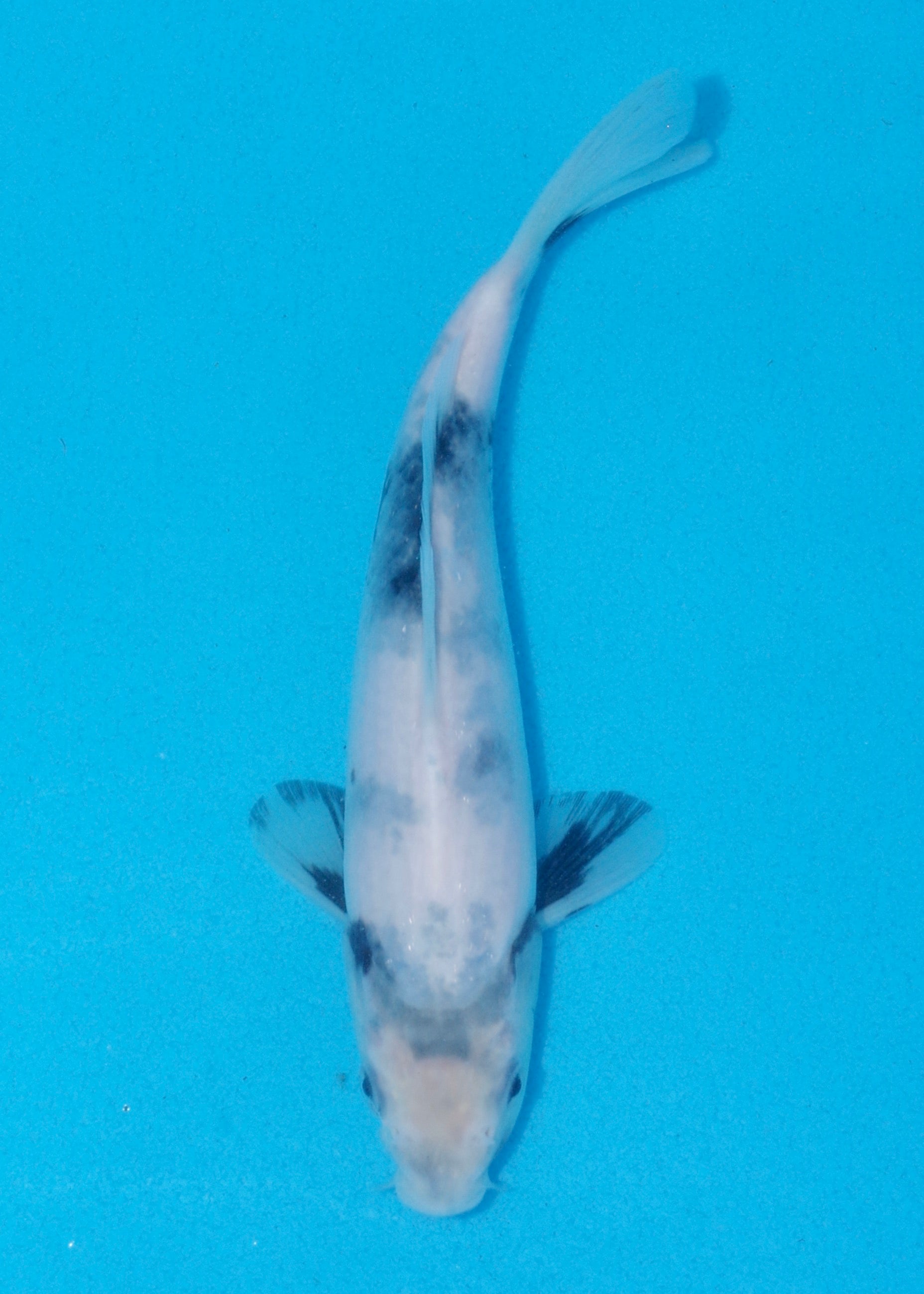 21cm Shiro Utsuri (Koshiji) REF - DEC070 – Byer Koi Farm