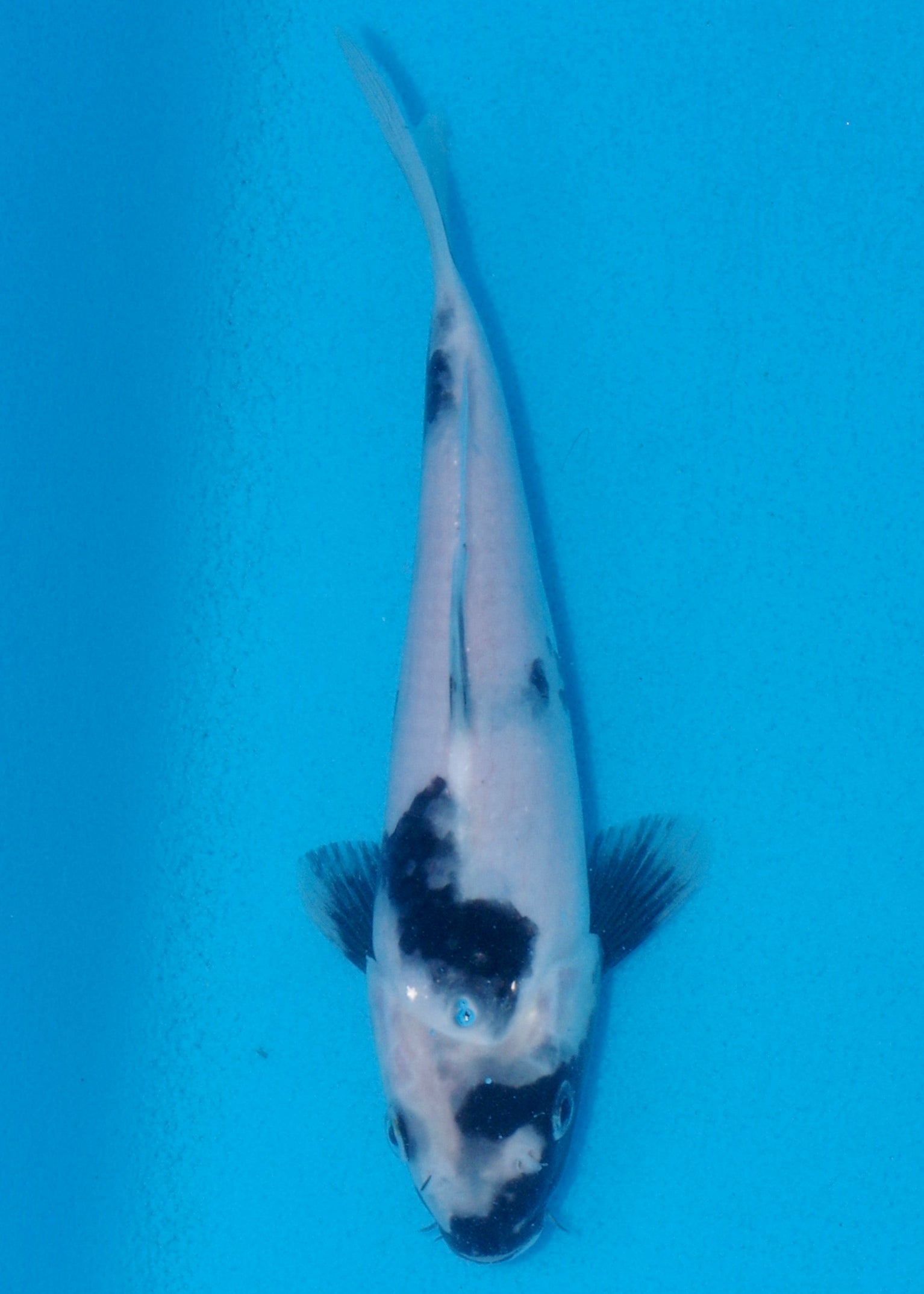 21cm Shiro Utsuri (Koshiji) REF - DEC071 – Byer Koi Farm
