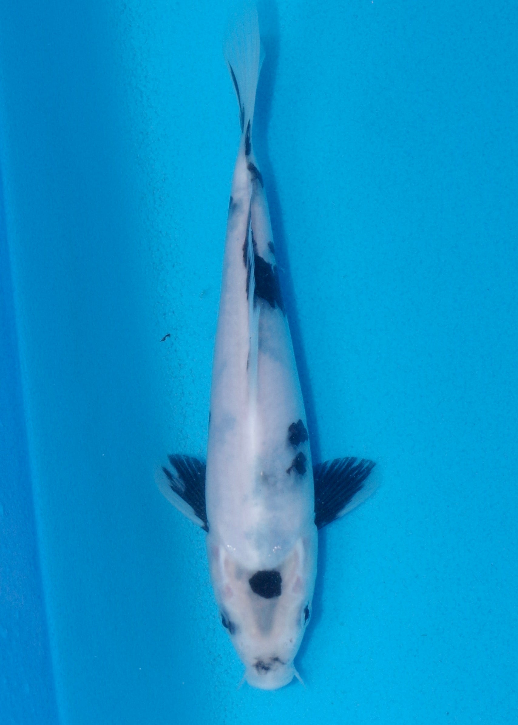 21cm Shiro Utsuri (Koshiji) REF - DEC073 – Byer Koi Farm