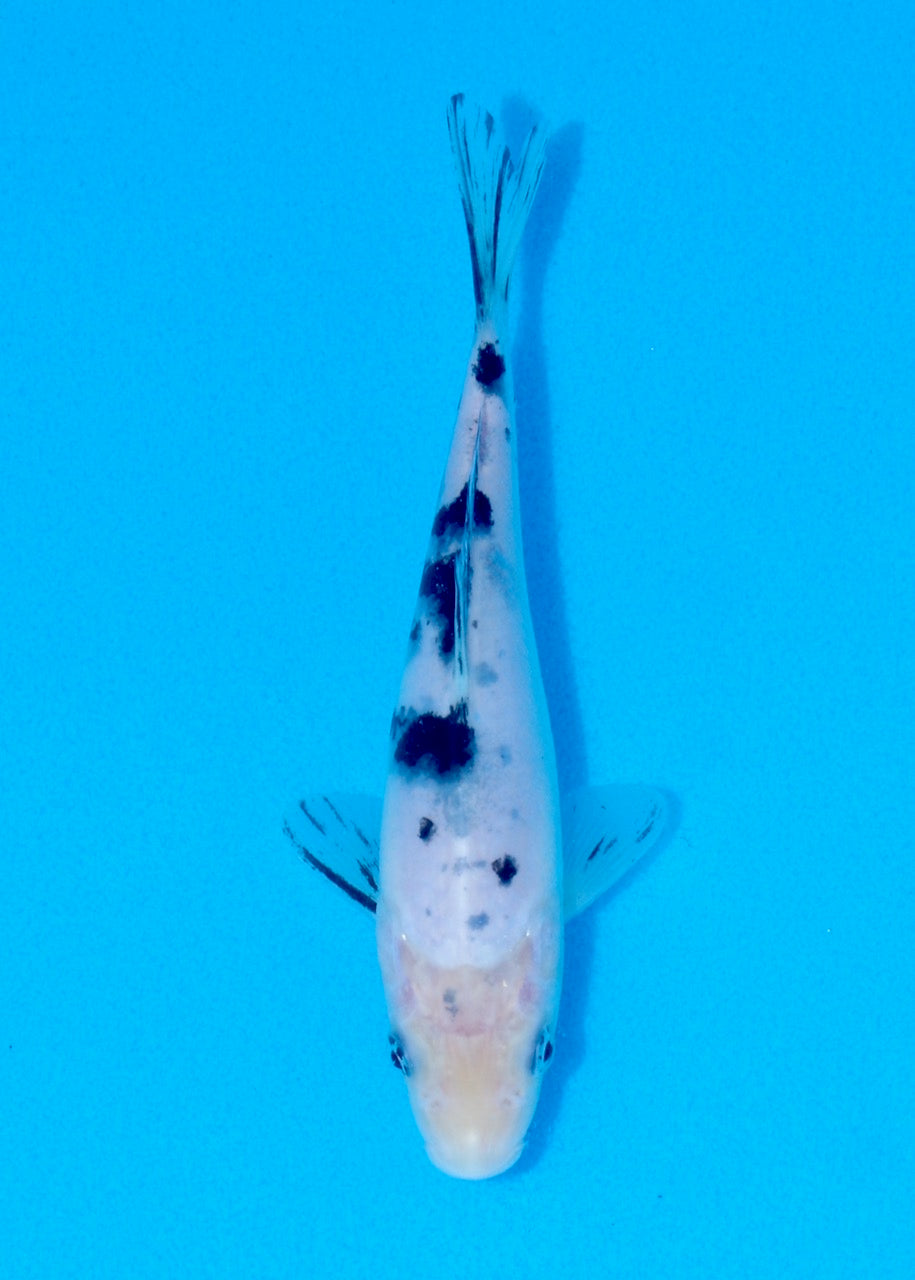 18cm Bekko (Marudo) REF SRL06-M202 – Byer Koi Farm