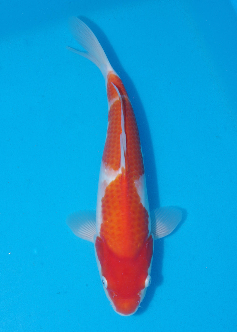 35cm Kohaku (Saito) REF - SE93 – Byer Koi Farm
