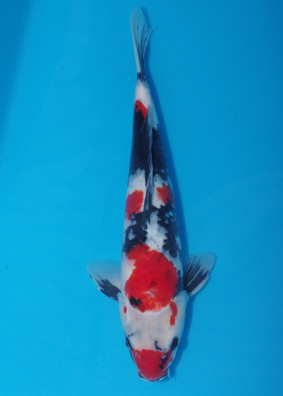 40cm Showa (Marusei) REF SRL04 - M023 – Byer Koi Farm