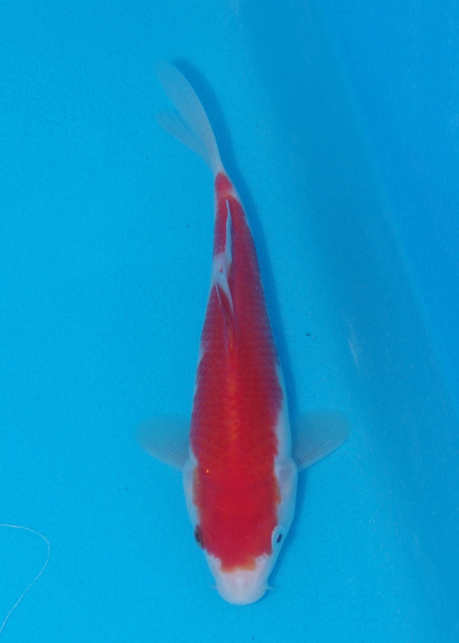 19cm Kohaku (Genjiro) REF SRR06 - M052 – Byer Koi Farm