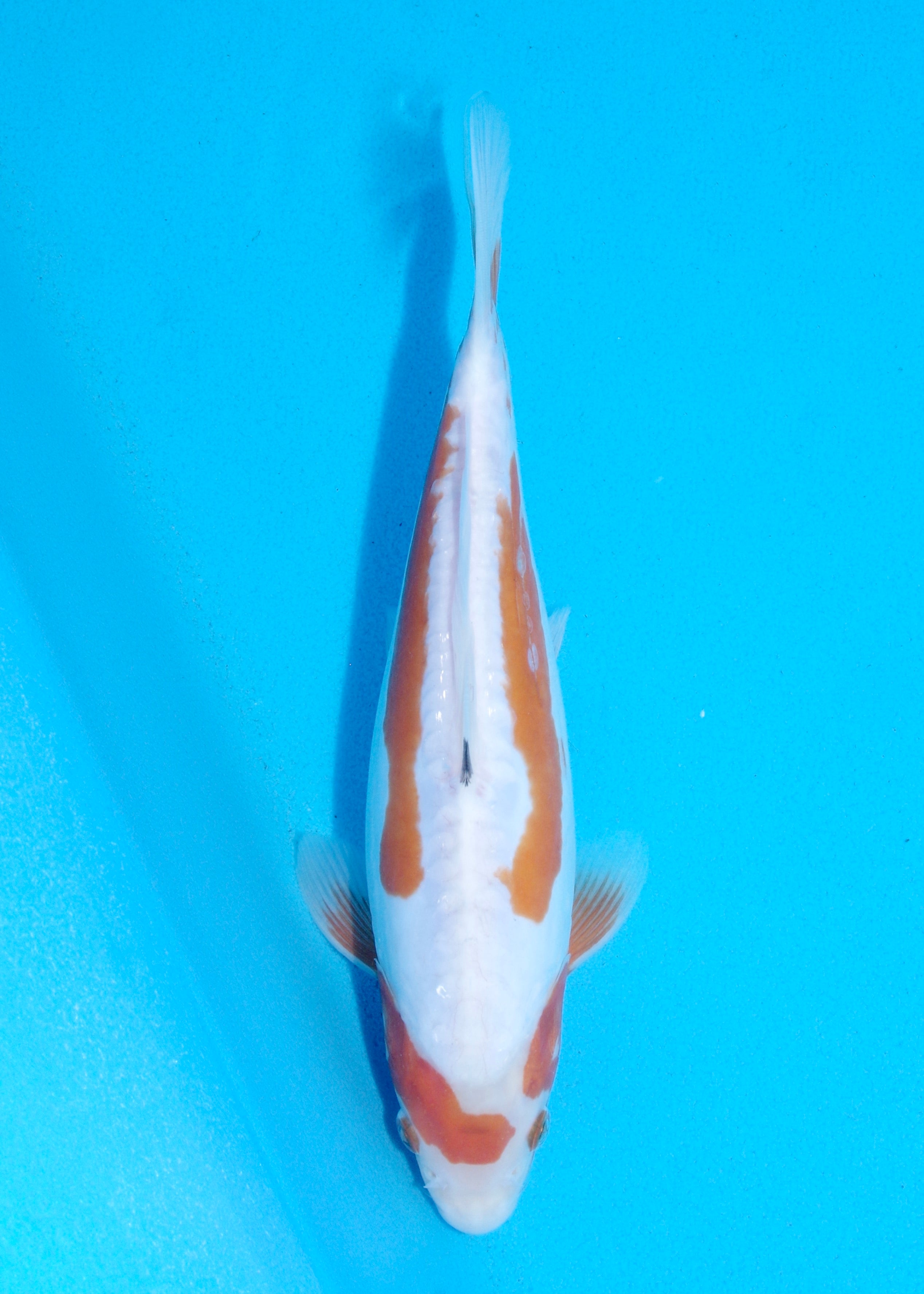 26cm Kosui (Byer Koi Farm) REF - AP010