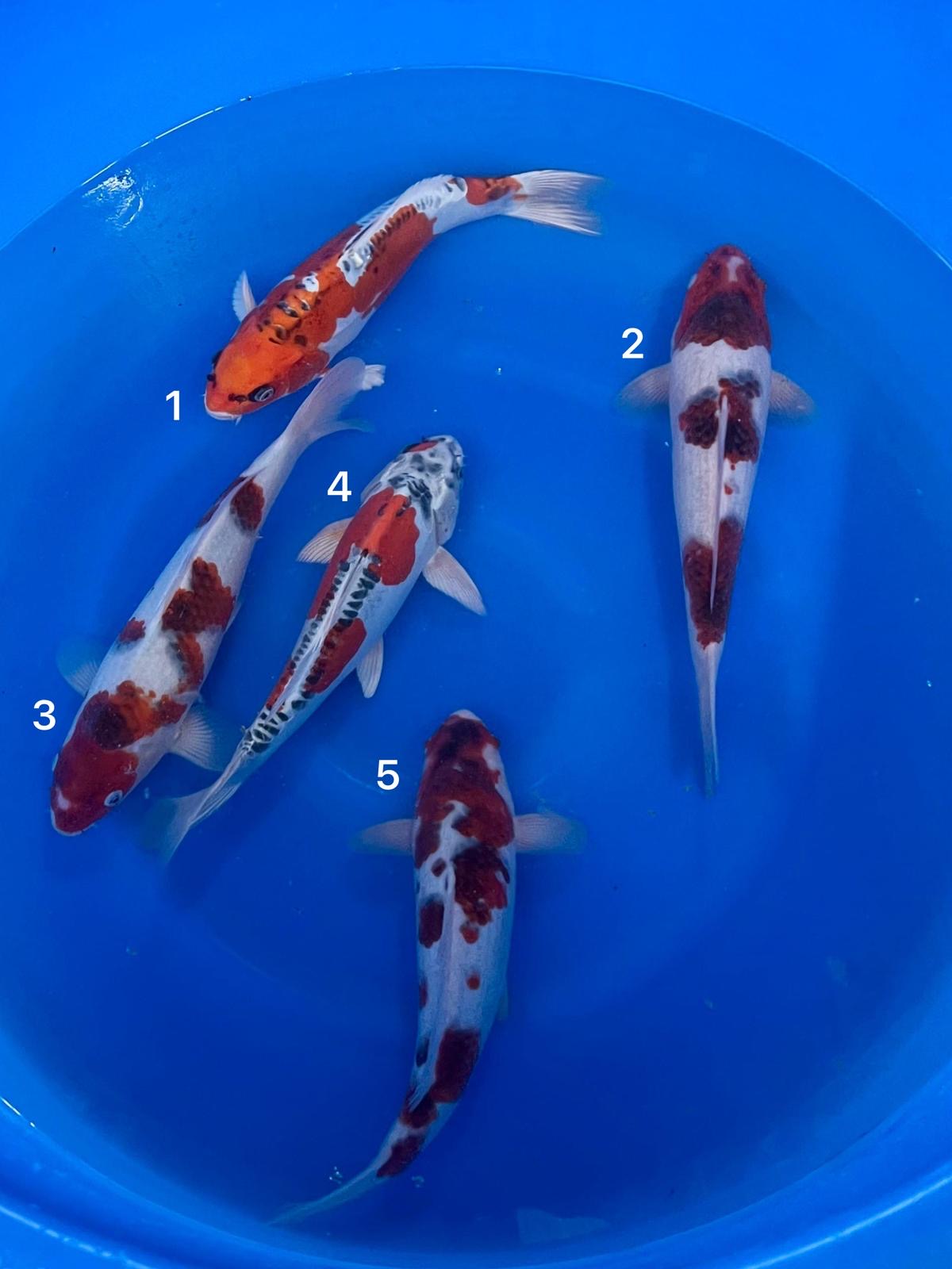 30-35cm Nisai (Kaneko) REF - FE03 – Byer Koi Farm