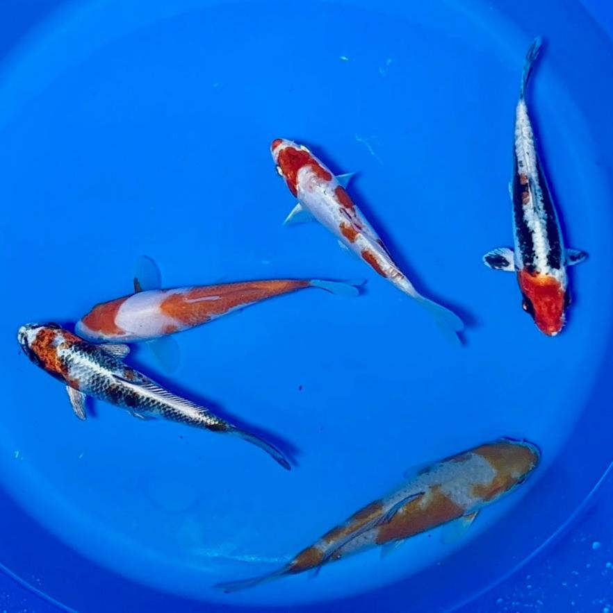 15-20cm Koi Bundle (Byer Koi Farm) REF - D038