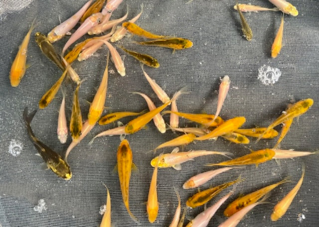 6-8 week old Koi Fry (Round 4) [2023] – Byer Koi Farm